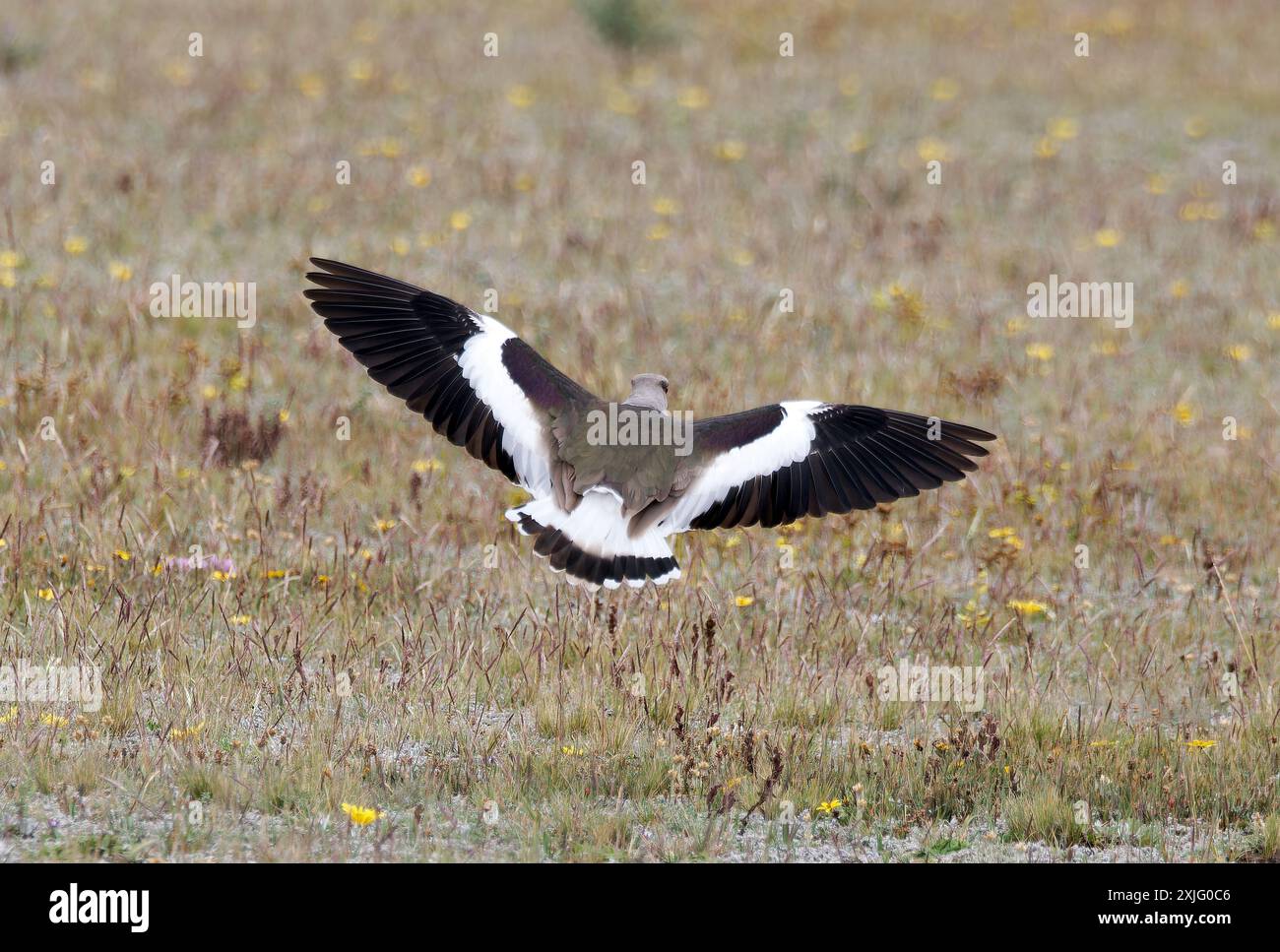 Andean lapwing, Andenkiebitz, Vanneau des Andes, Vanellus resplendens ...