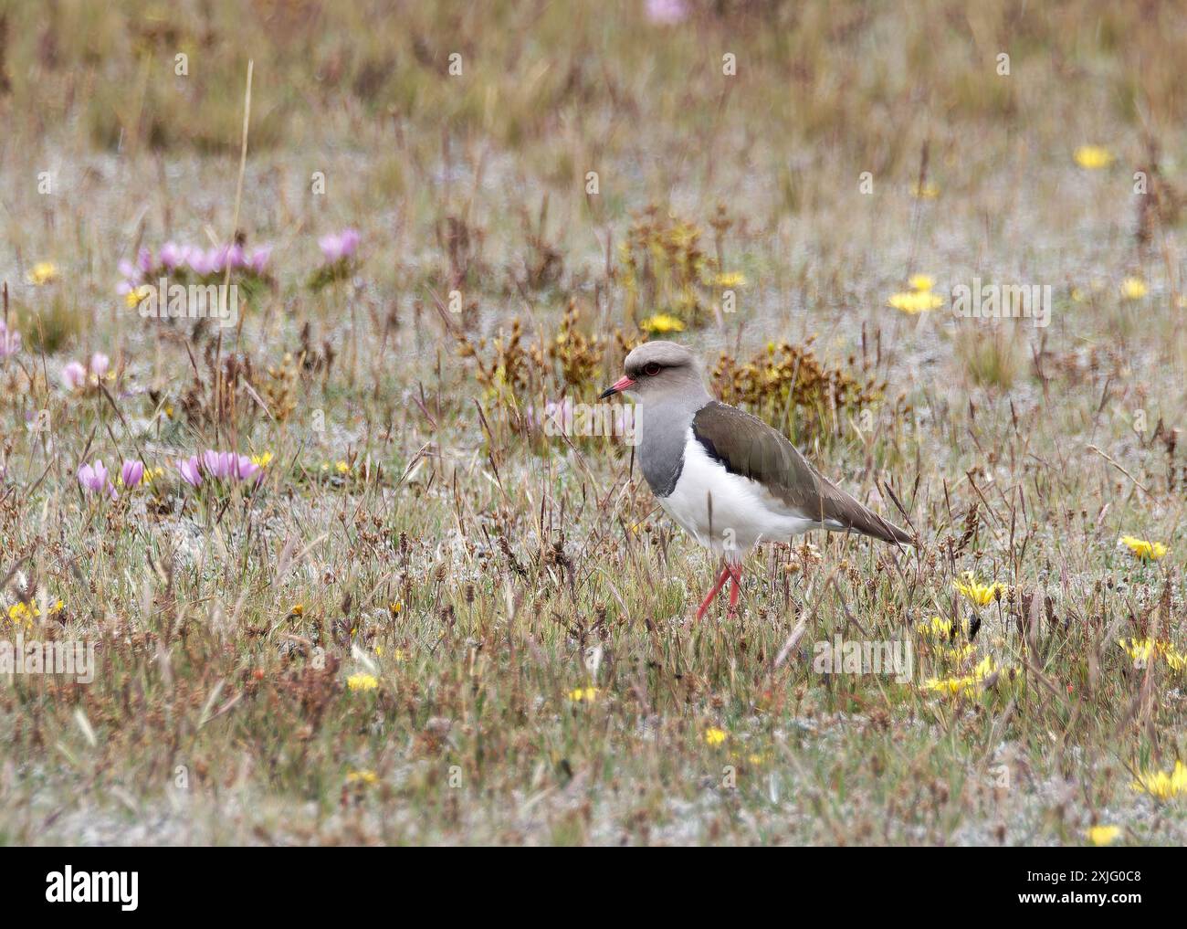 Andean lapwing, Andenkiebitz, Vanneau des Andes, Vanellus resplendens ...