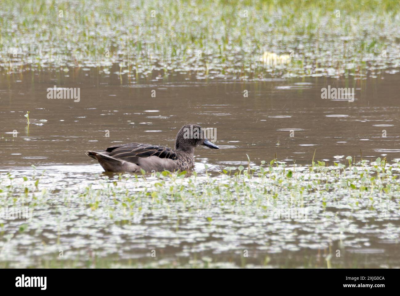 Andean teal, Sarcelle des Andes, Anas andium, andoki réce, Cotopaxi ...