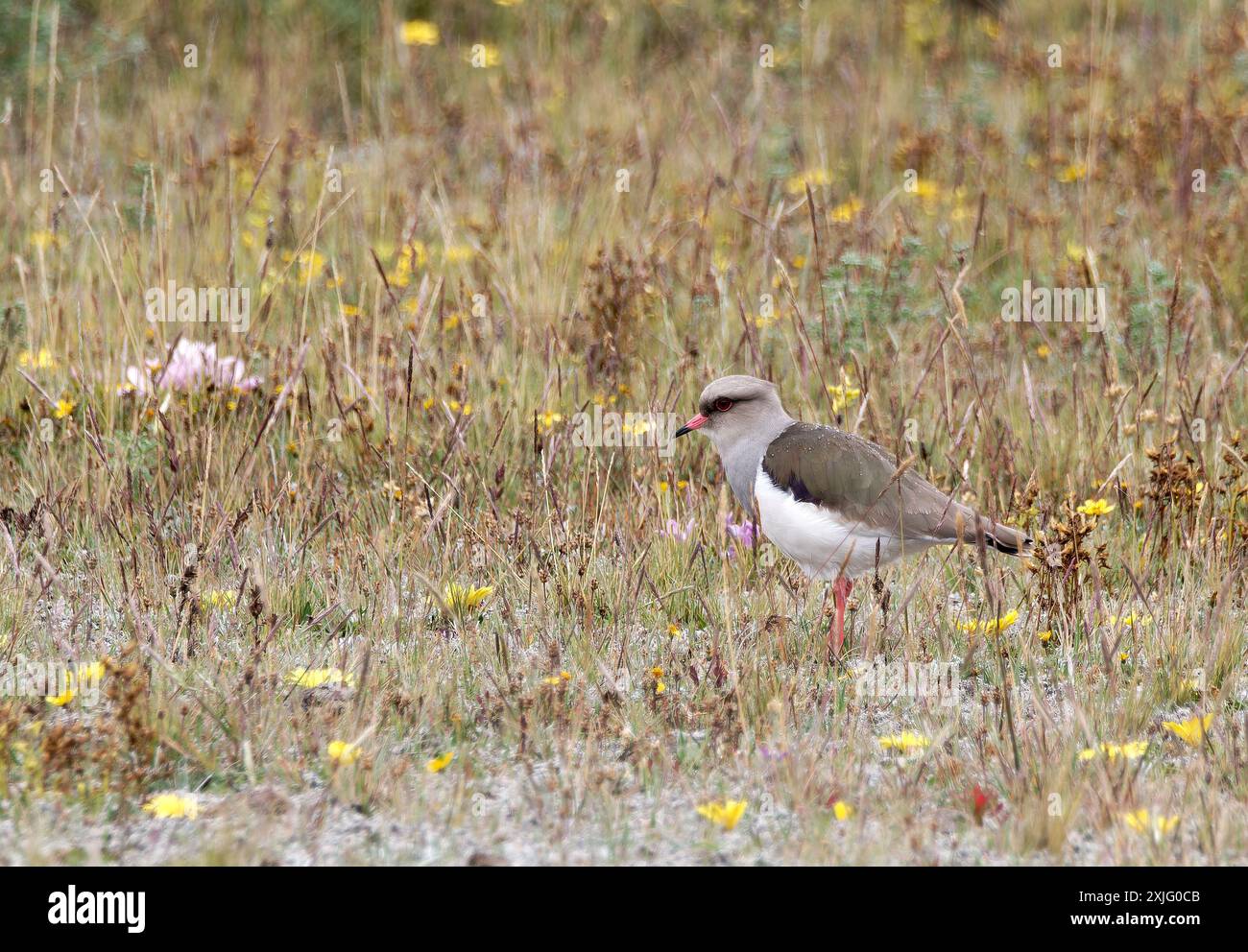 Andean lapwing, Andenkiebitz, Vanneau des Andes, Vanellus resplendens ...