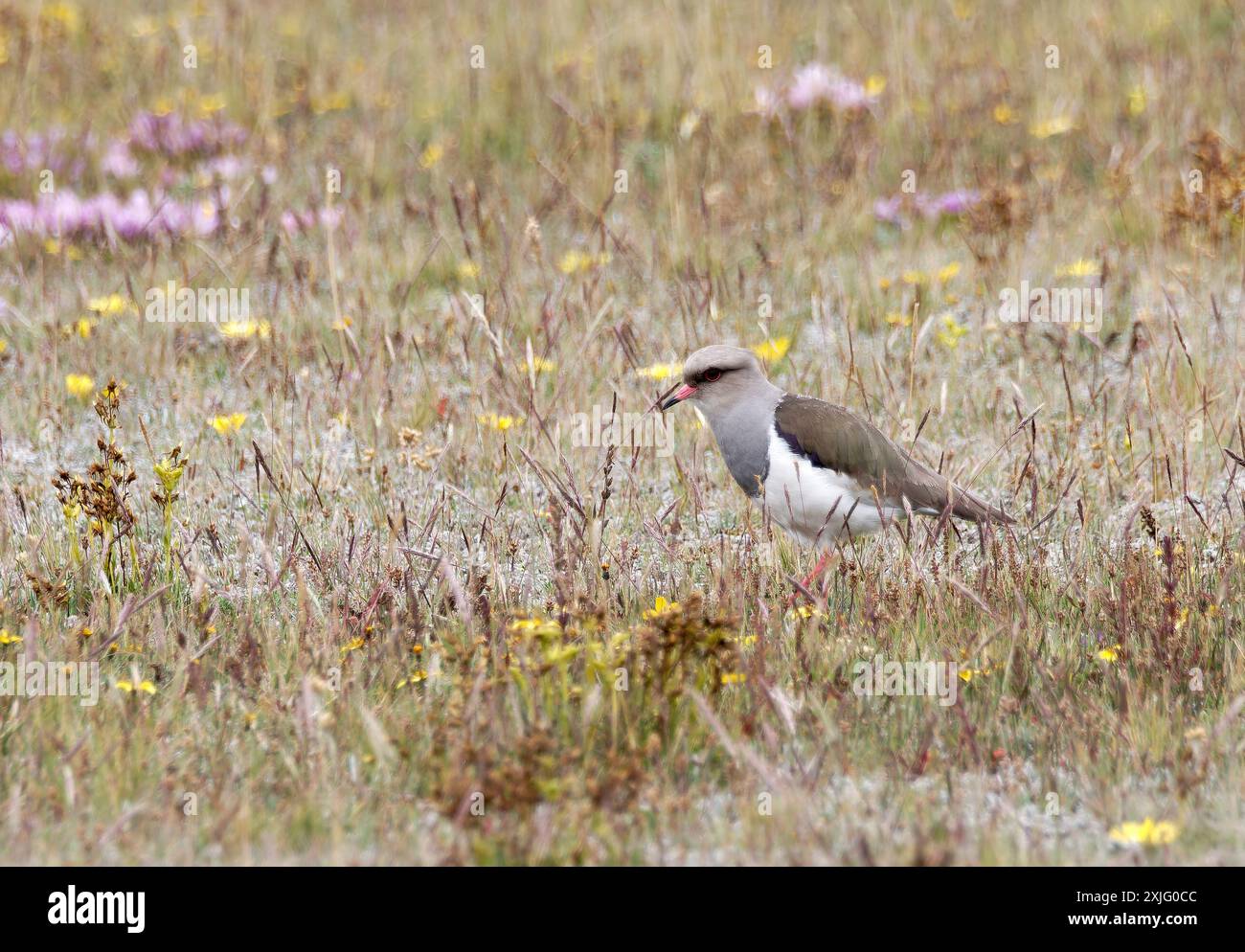 Andean lapwing, Andenkiebitz, Vanneau des Andes, Vanellus resplendens ...