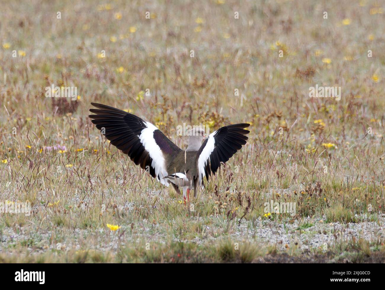Andean lapwing, Andenkiebitz, Vanneau des Andes, Vanellus resplendens ...