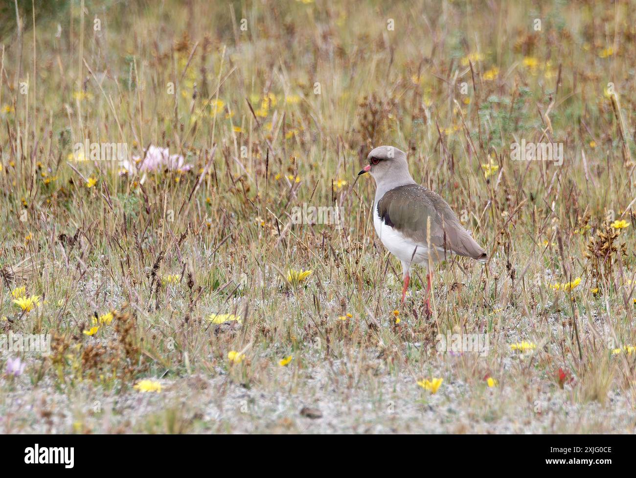 Andean lapwing, Andenkiebitz, Vanneau des Andes, Vanellus resplendens ...