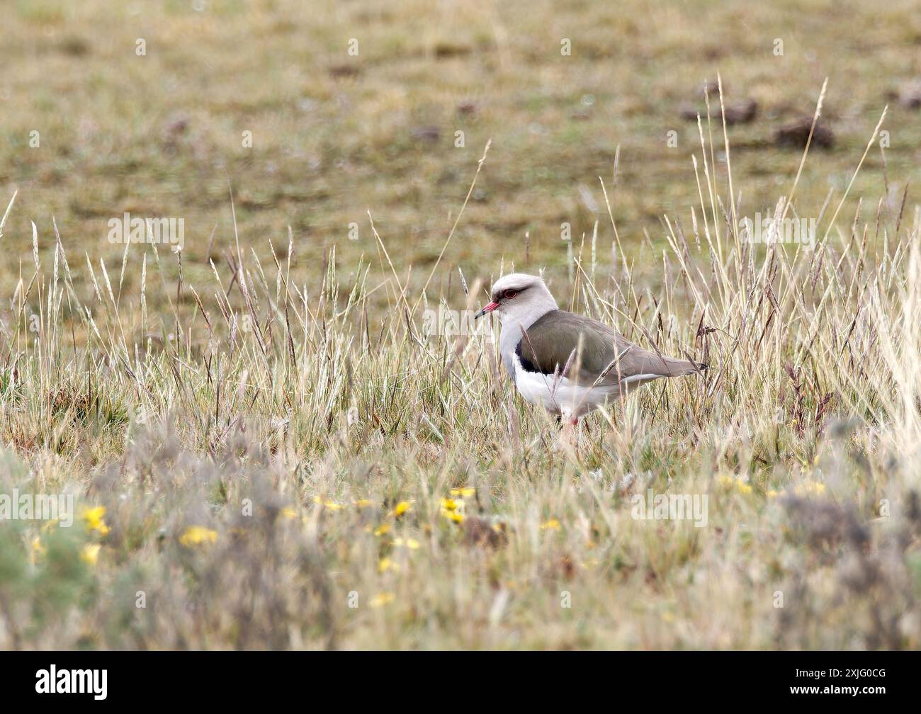 Andean lapwing, Andenkiebitz, Vanneau des Andes, Vanellus resplendens ...