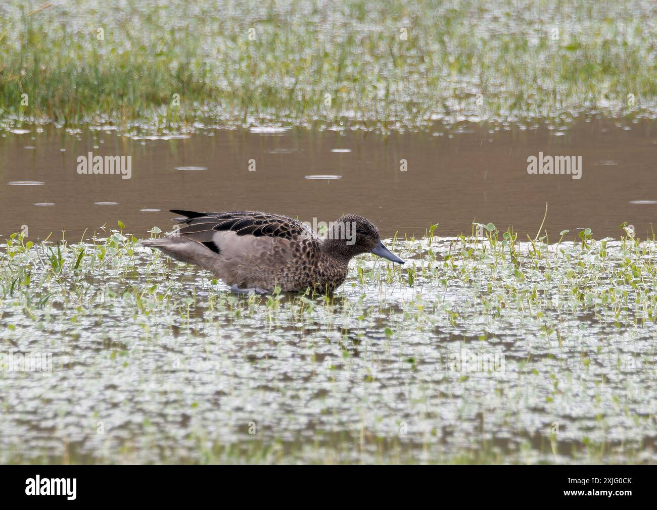 Andean teal, Sarcelle des Andes, Anas andium, andoki réce, Cotopaxi ...