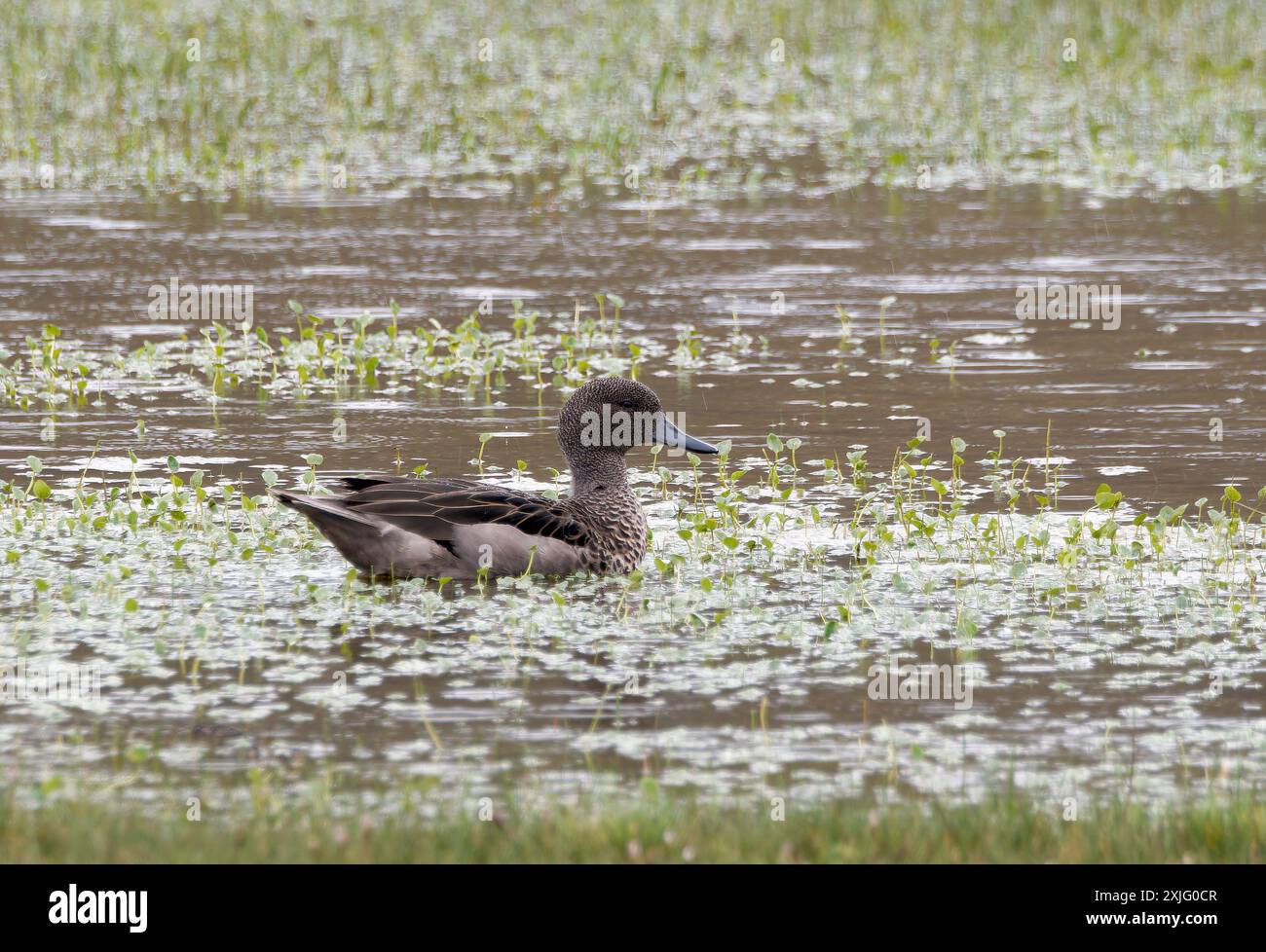 Andean teal, Sarcelle des Andes, Anas andium, andoki réce, Cotopaxi ...