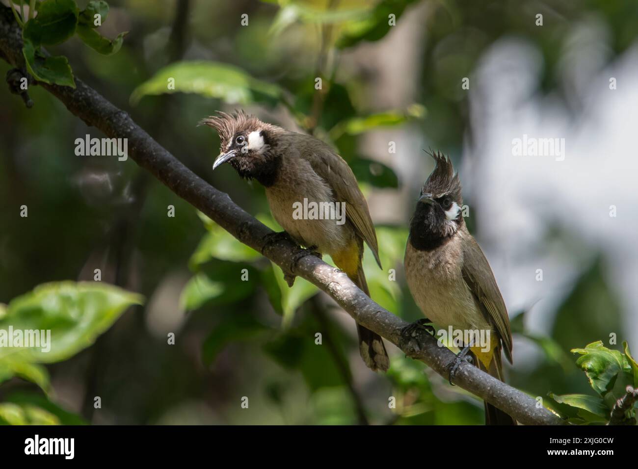 Himalayan bulbul (Pycnonotus leucogenys), or white-cheeked bulbul, in ...
