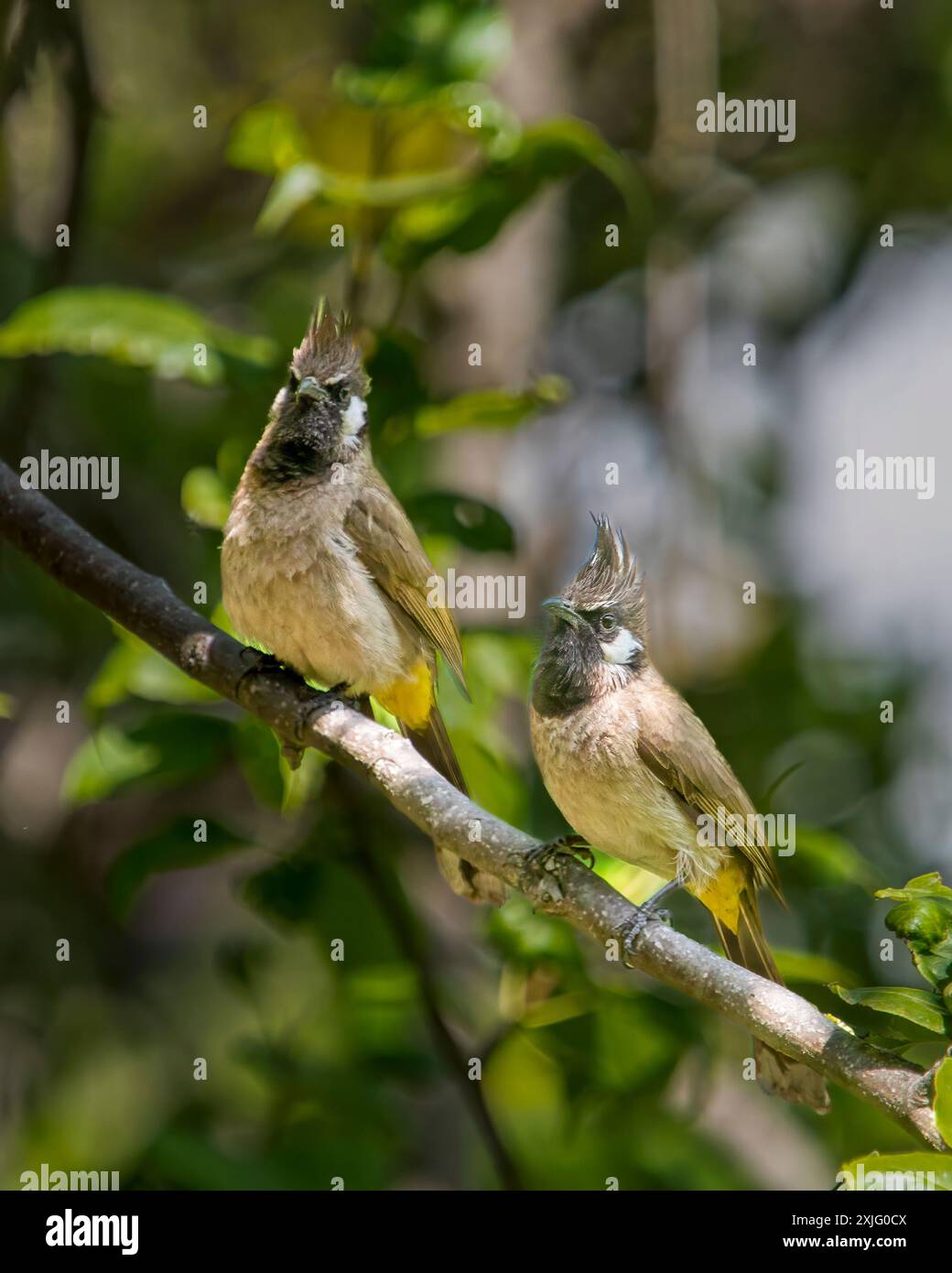 Himalayan bulbul (Pycnonotus leucogenys), or white-cheeked bulbul, in ...