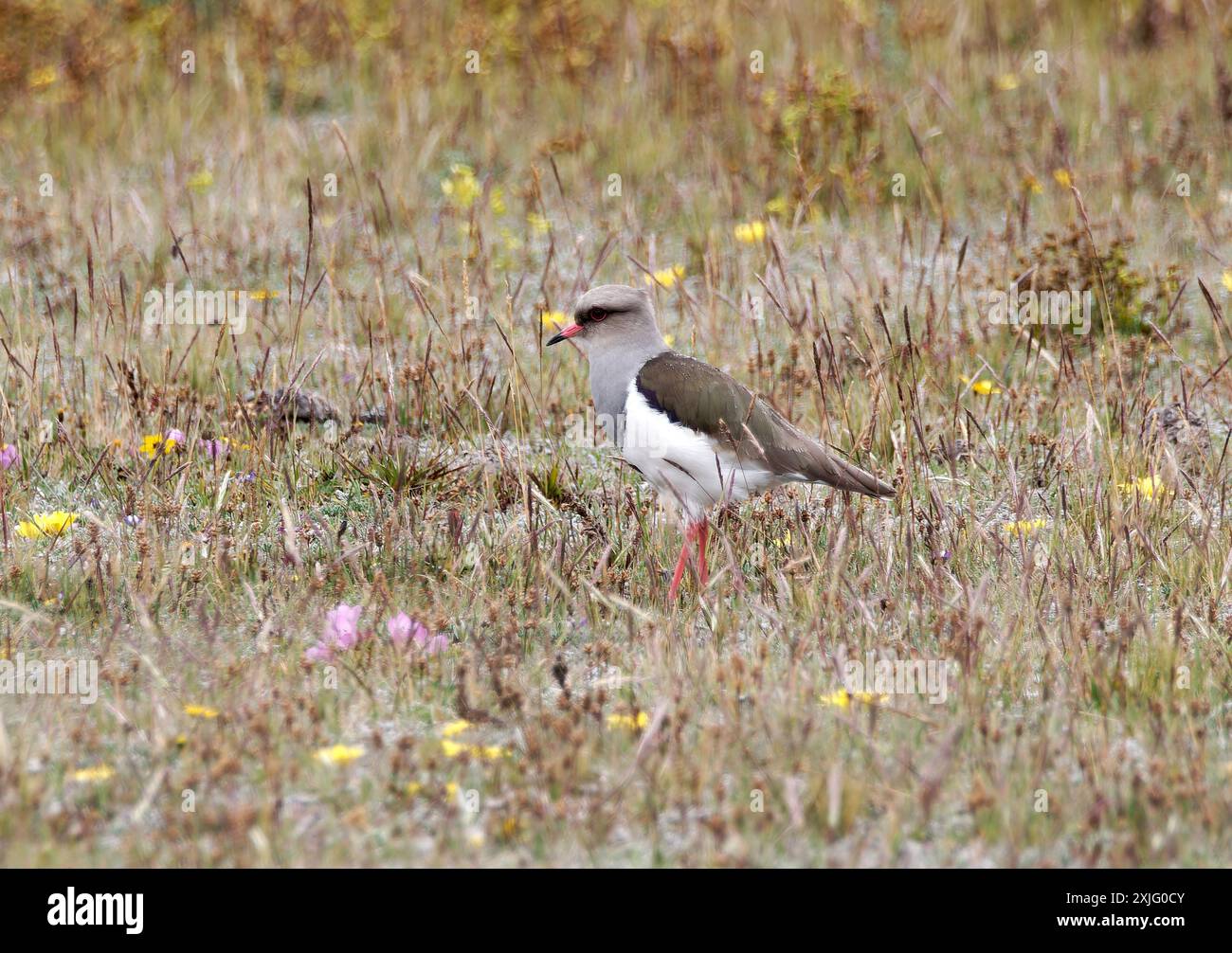 Andean lapwing, Andenkiebitz, Vanneau des Andes, Vanellus resplendens ...