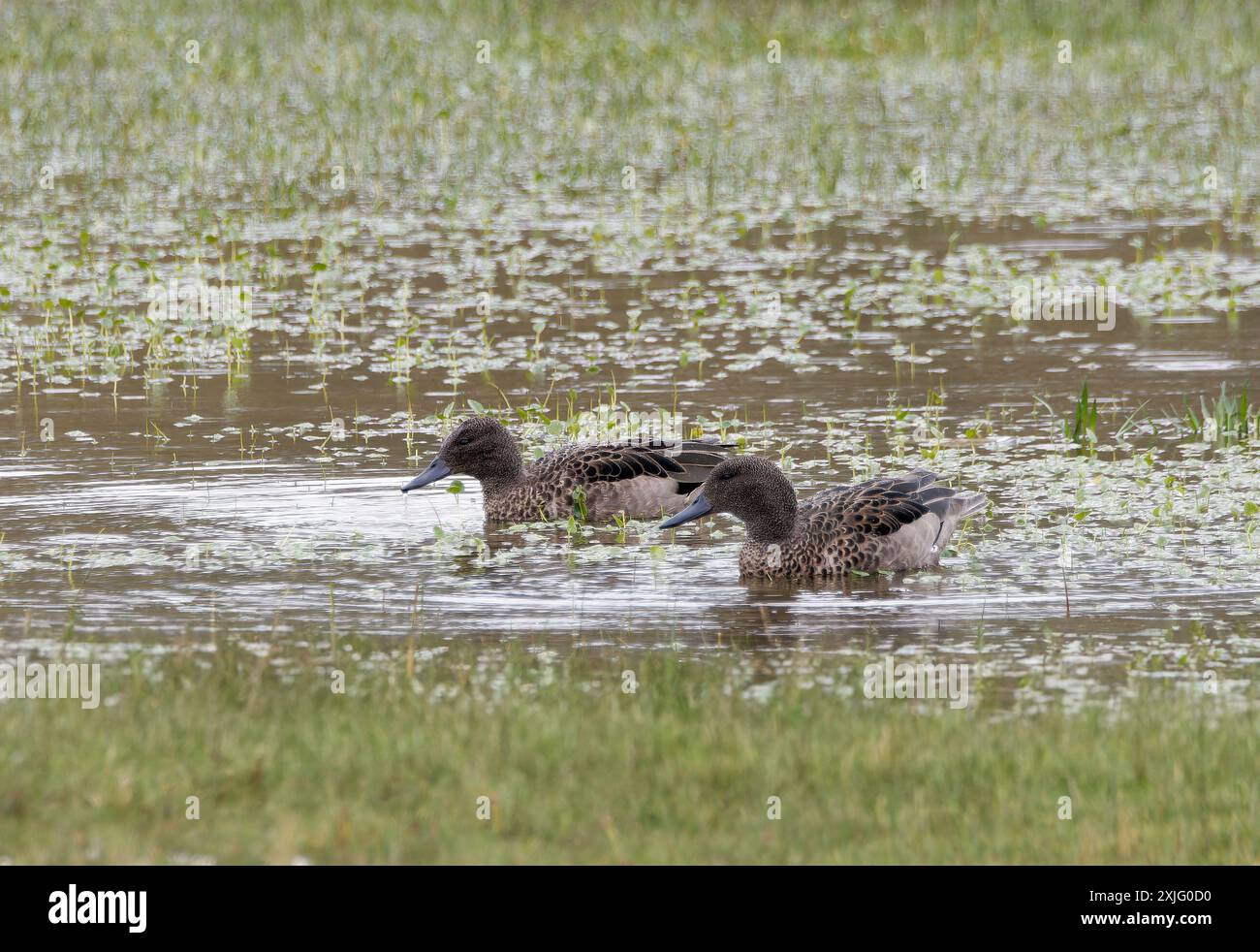 Andean teal, Sarcelle des Andes, Anas andium, andoki réce, Cotopaxi ...