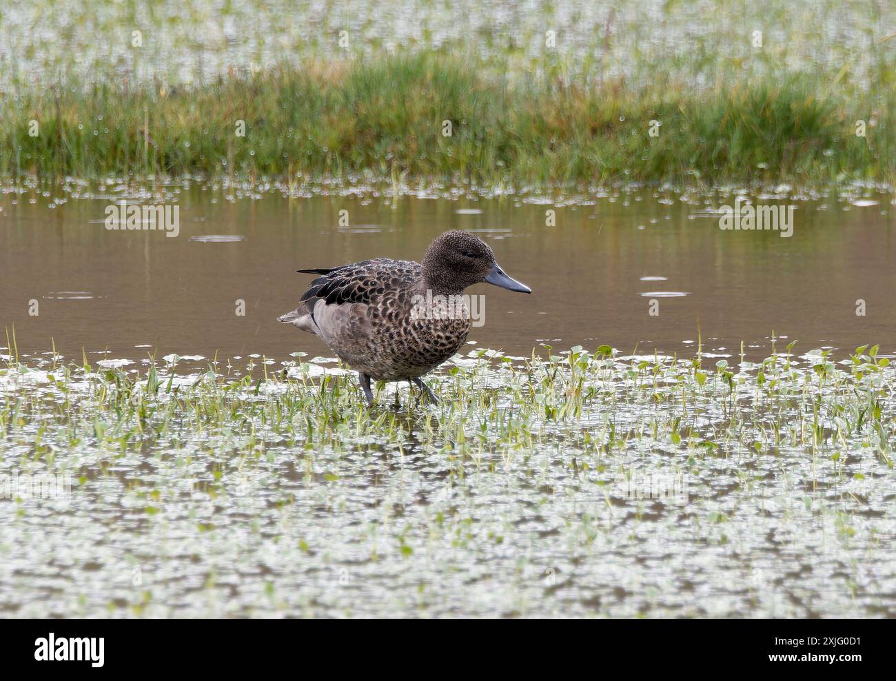 Andean teal, Sarcelle des Andes, Anas andium, andoki réce, Cotopaxi ...