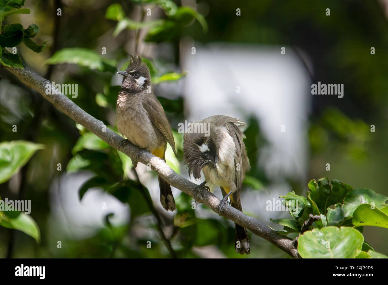 Himalayan bulbul (Pycnonotus leucogenys), or white-cheeked bulbul, in ...