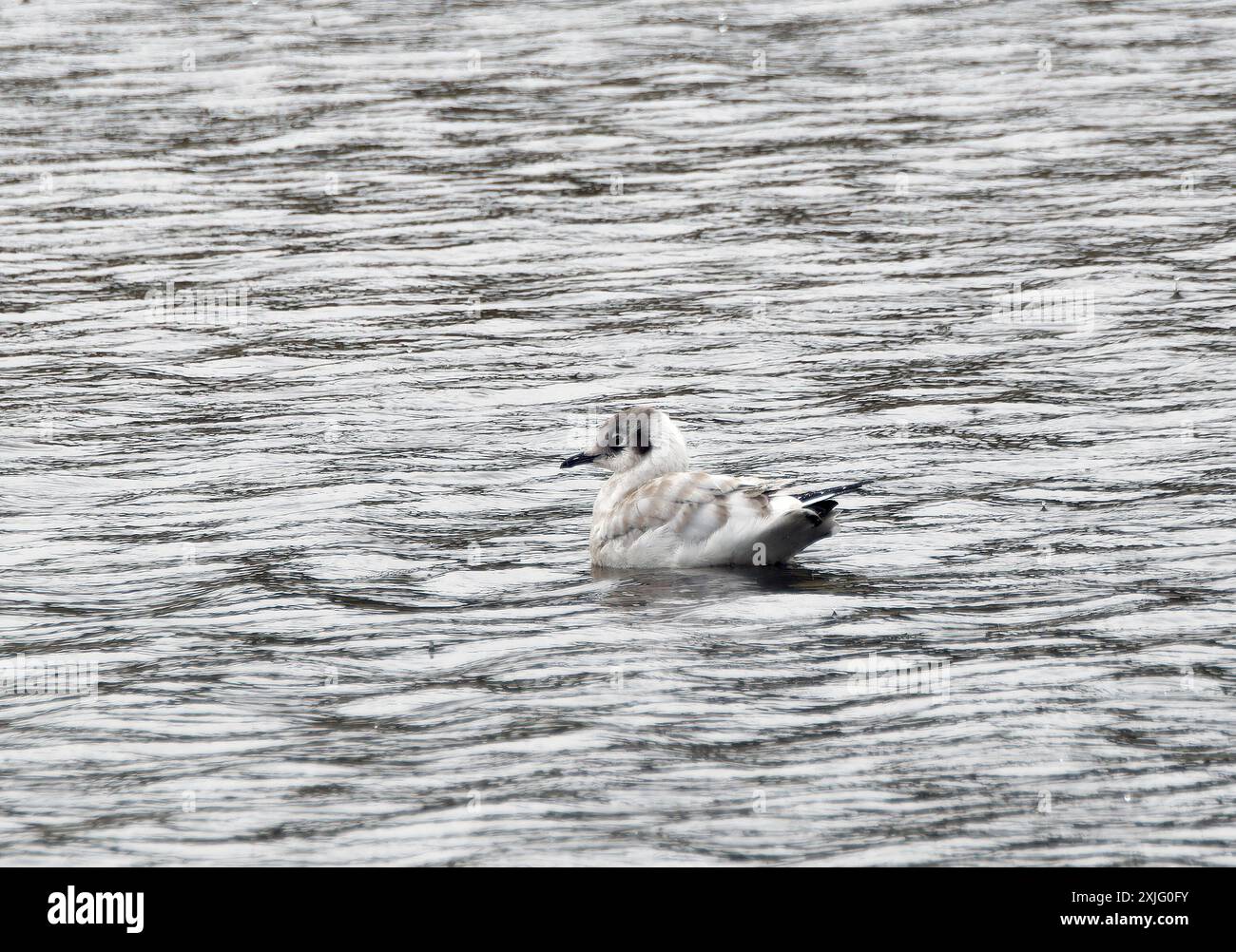Andean gull, Andenmöwe, Mouette des Andes, Chroicocephalus serranus ...
