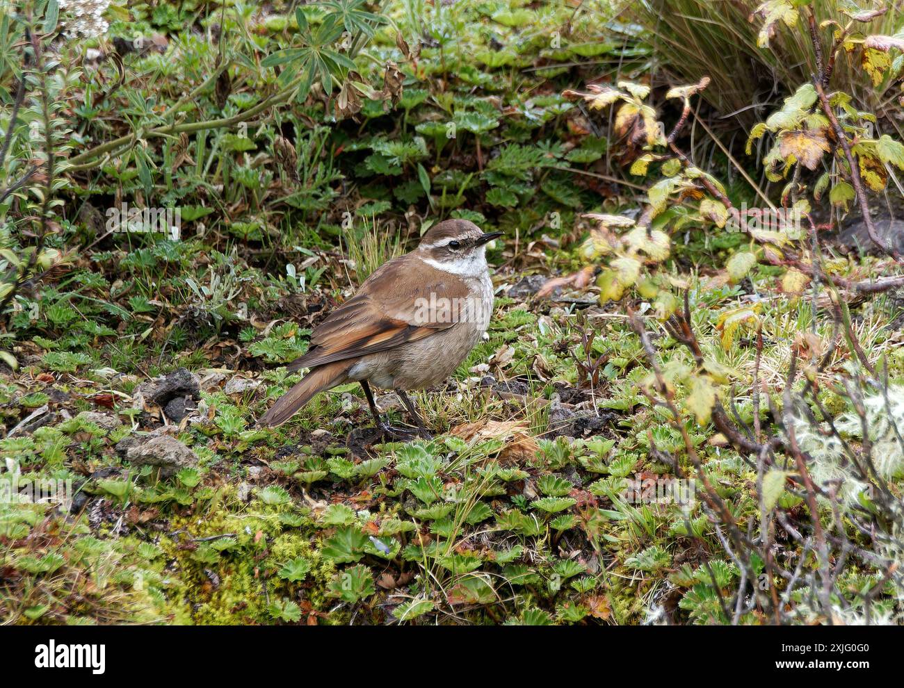 Chestnut-winged cinclodes, Cinclodes albidiventris, fazekasmadár, Cotopaxi National Park ...