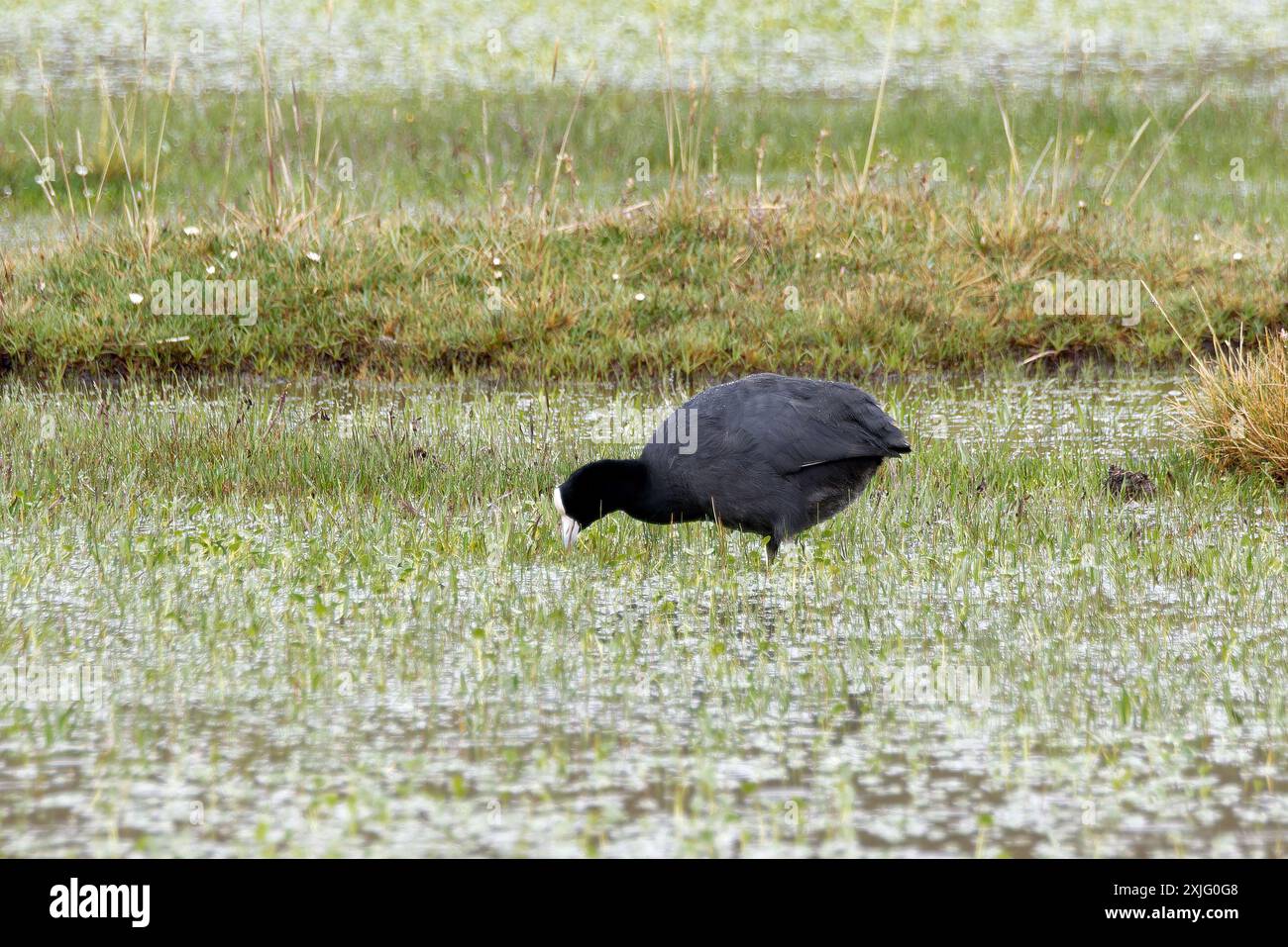 Andean coot, Foulque ardoisée, Fulica ardesiaca, andoki szárcsa ...