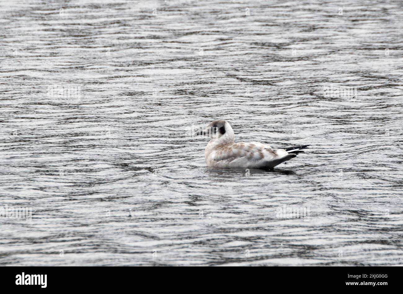 Andean gull, Andenmöwe, Mouette des Andes, Chroicocephalus serranus ...