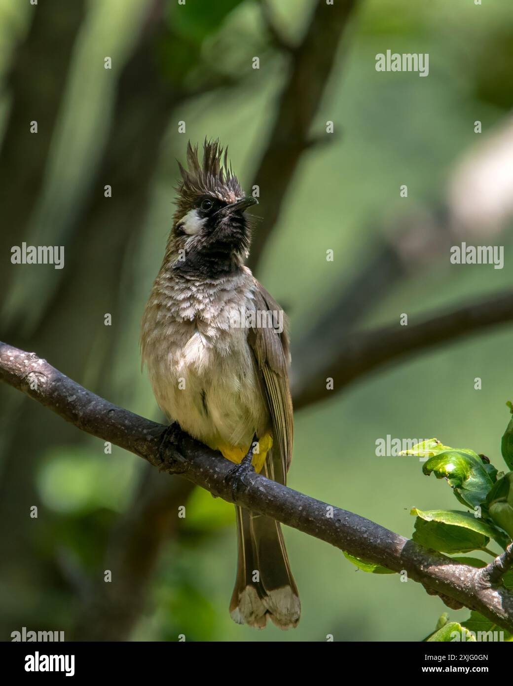 Binsar bird hi-res stock photography and images - Alamy