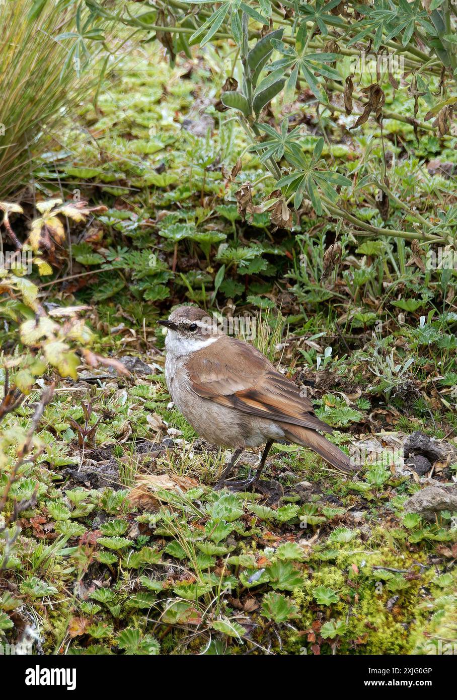 Chestnut-winged cinclodes, Cinclodes albidiventris, fazekasmadár, Cotopaxi National Park ...