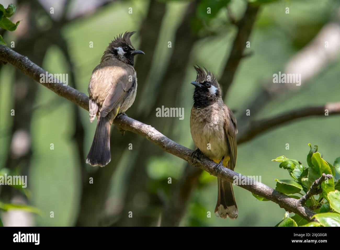 Himalayan bulbul (Pycnonotus leucogenys), or white-cheeked bulbul, in ...
