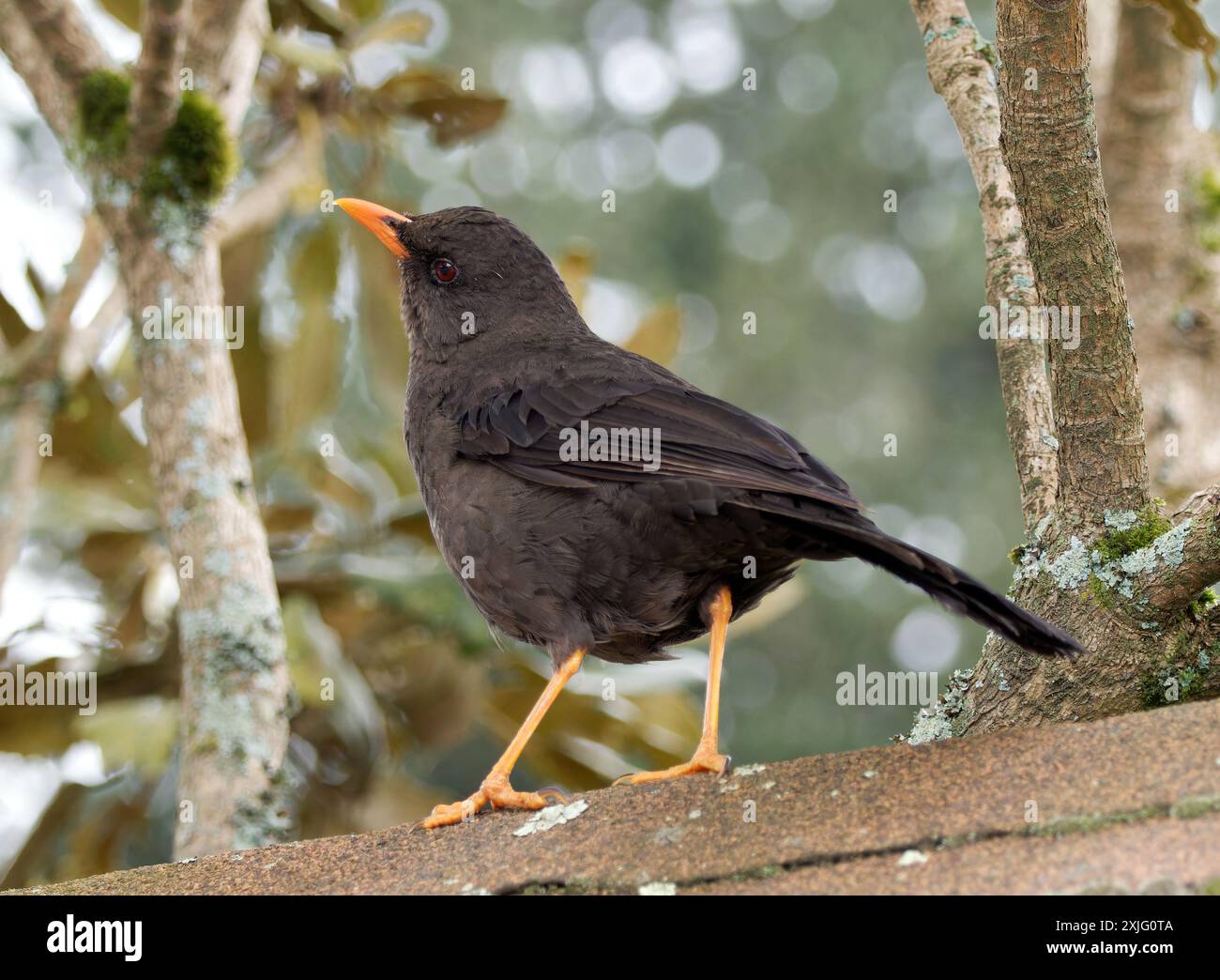 Great thrush, Riesendrossel, Merle géant, Turdus fuscater, óriásrigó ...