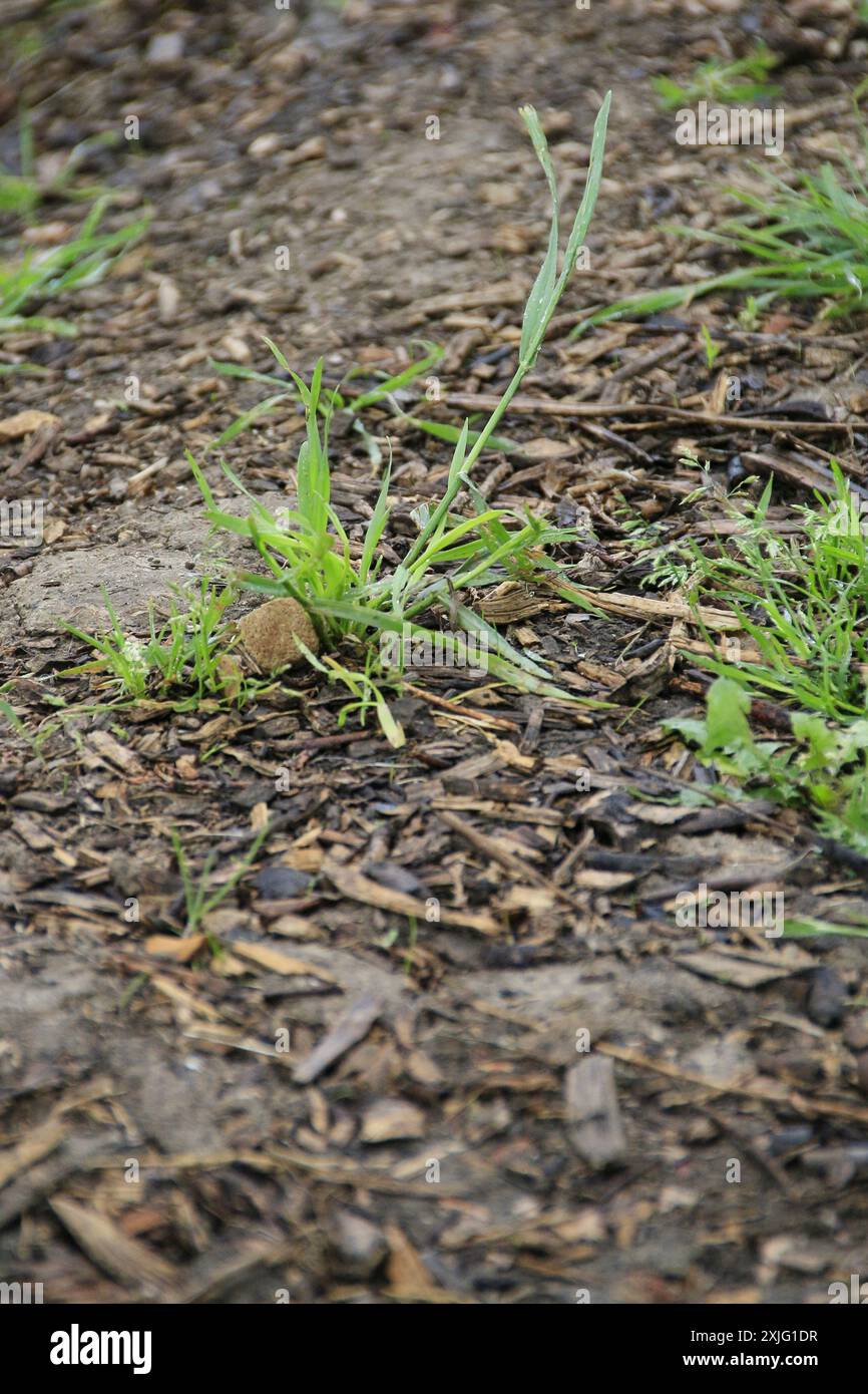 Weeds growing up through a wood chip path Stock Photo - Alamy