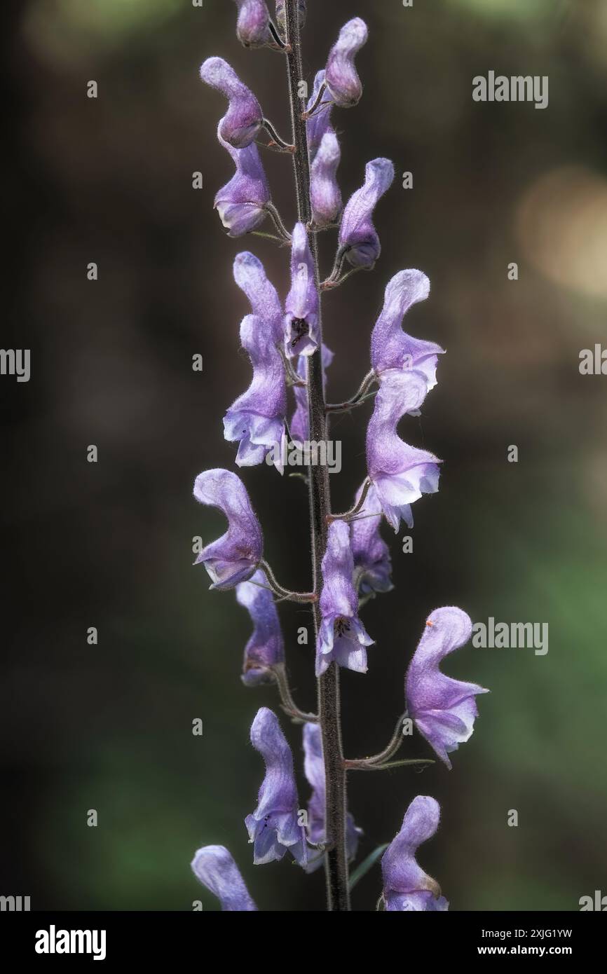 Soongricum hi-res stock photography and images - Alamy
