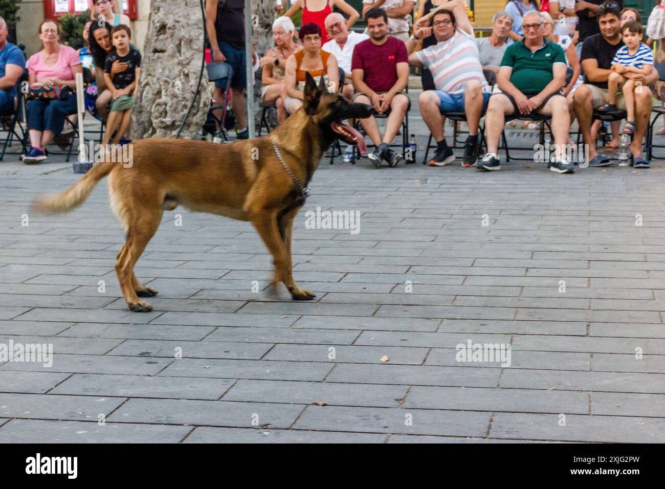 VICTORIA, GOZO - JULY 9th 2024 Malta Police show with police dogs and ...
