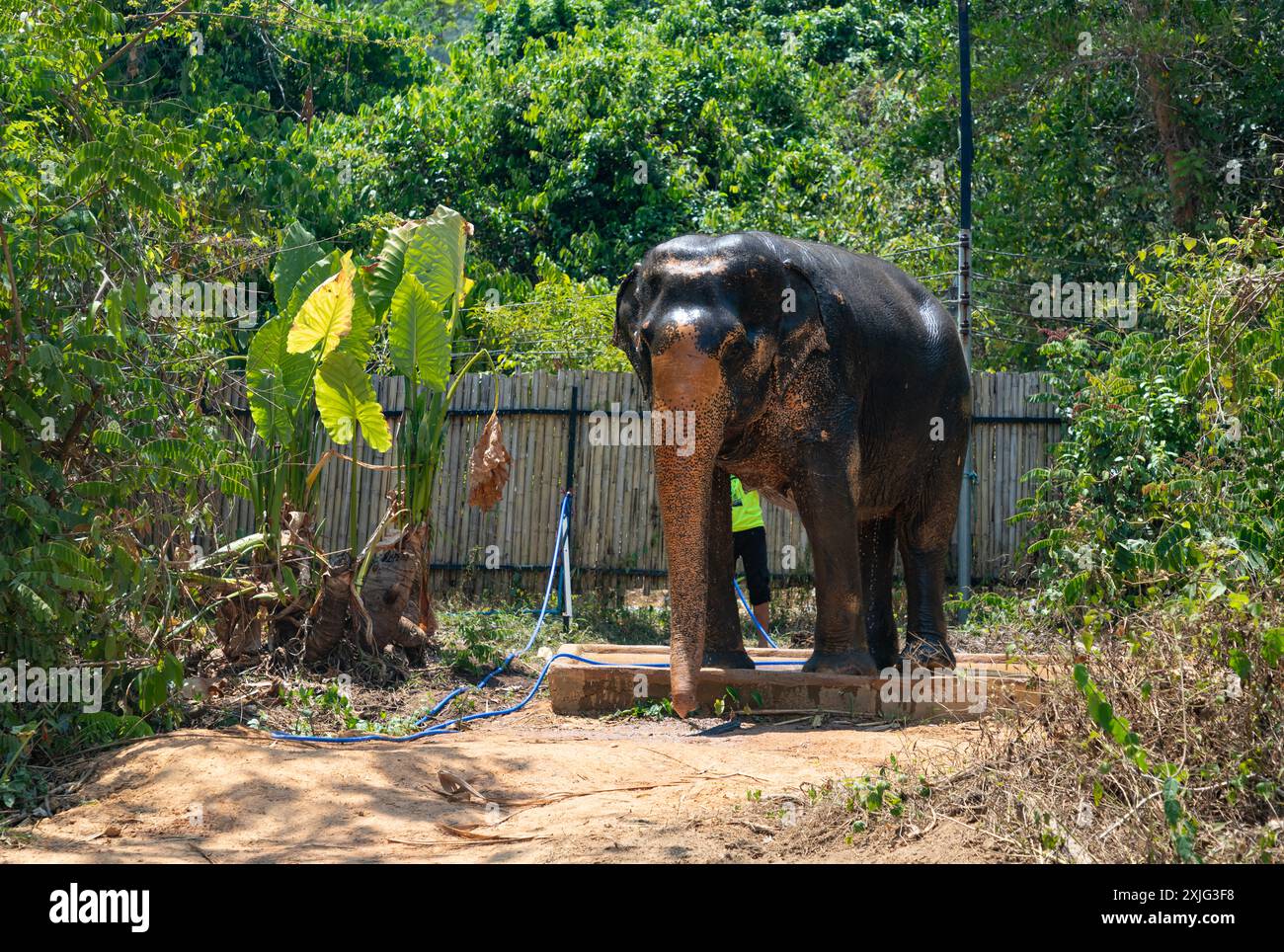 Sunset elephant hi-res stock photography and images - Alamy