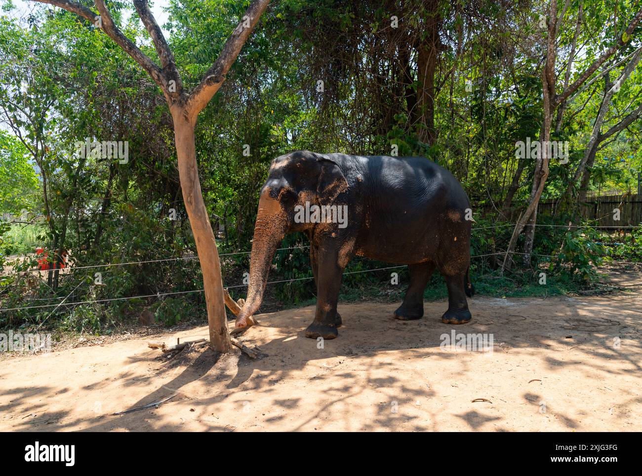 Sunset elephant hi-res stock photography and images - Alamy