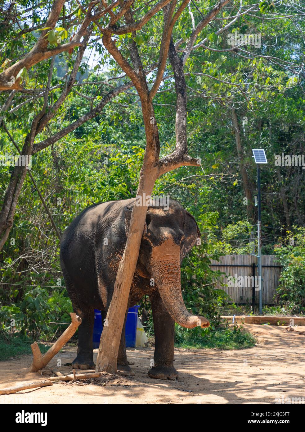 Sunset elephant hi-res stock photography and images - Alamy