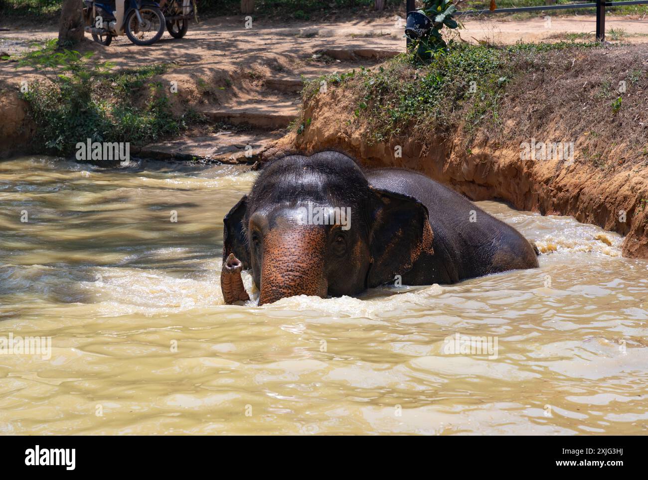 A picture of an Asian elephant playing in the water at the Elephant ...