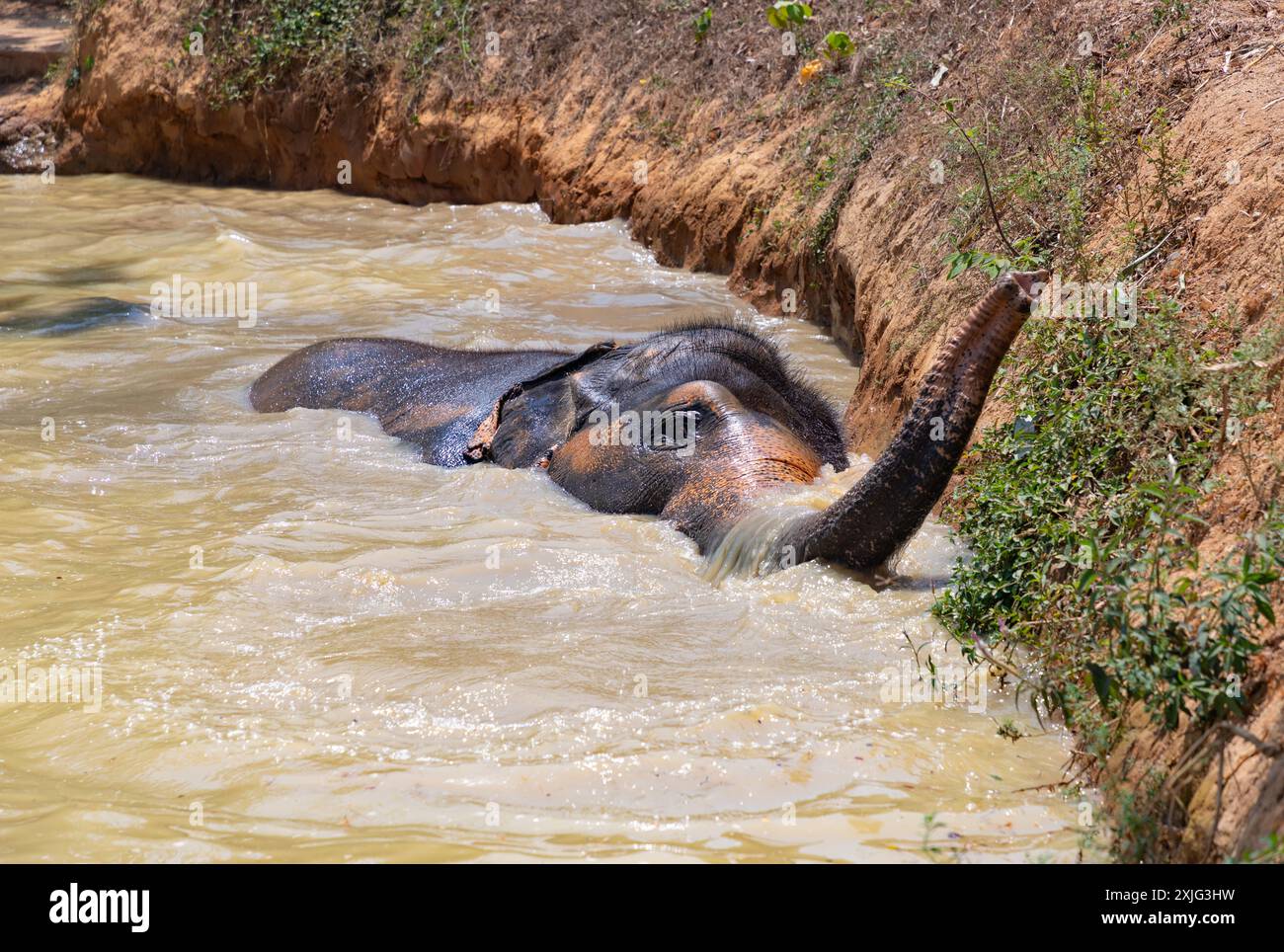 A picture of an Asian elephant playing in the water at the Elephant ...