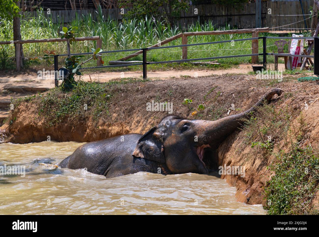 A picture of an Asian elephant playing in the water at the Elephant ...