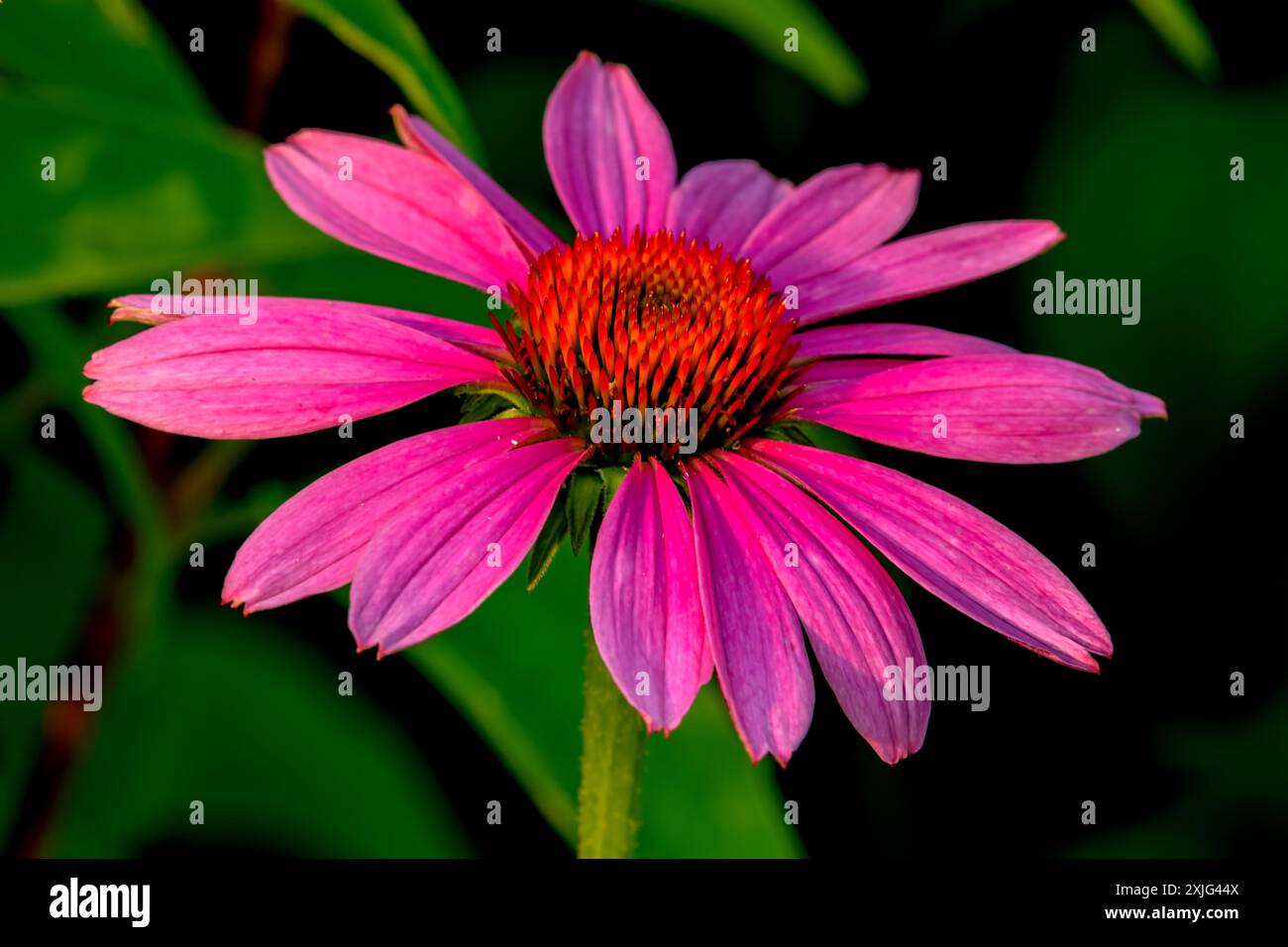 Coneflower photos hi-res stock photography and images - Alamy