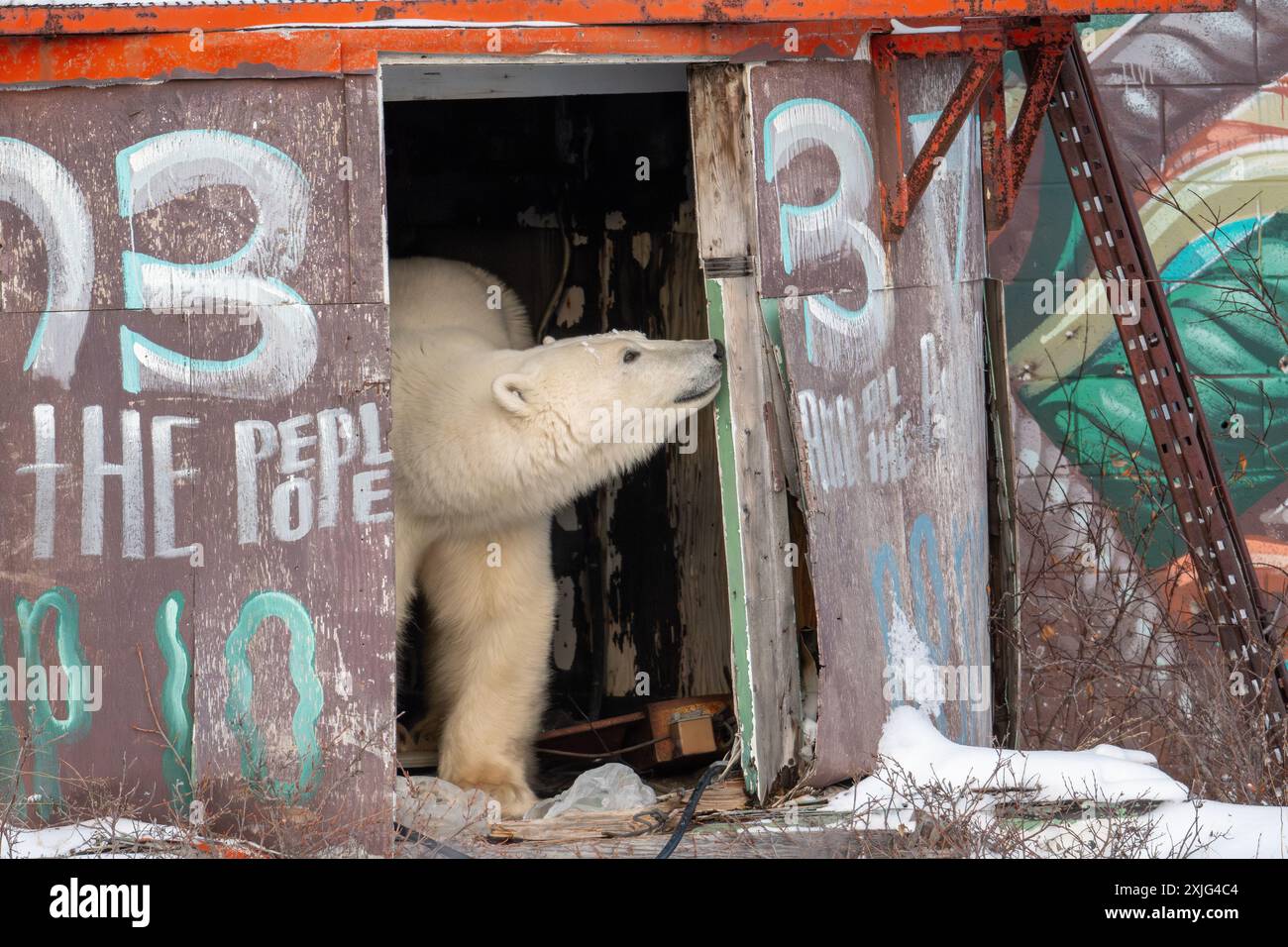 A male polar bear in the doorway of the abandoned radar station at teh ...