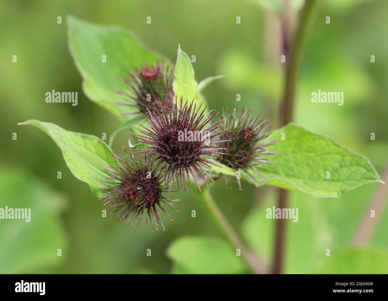 A close up of the wildflower Lesser Burdock, Arctium minus Stock Photo ...