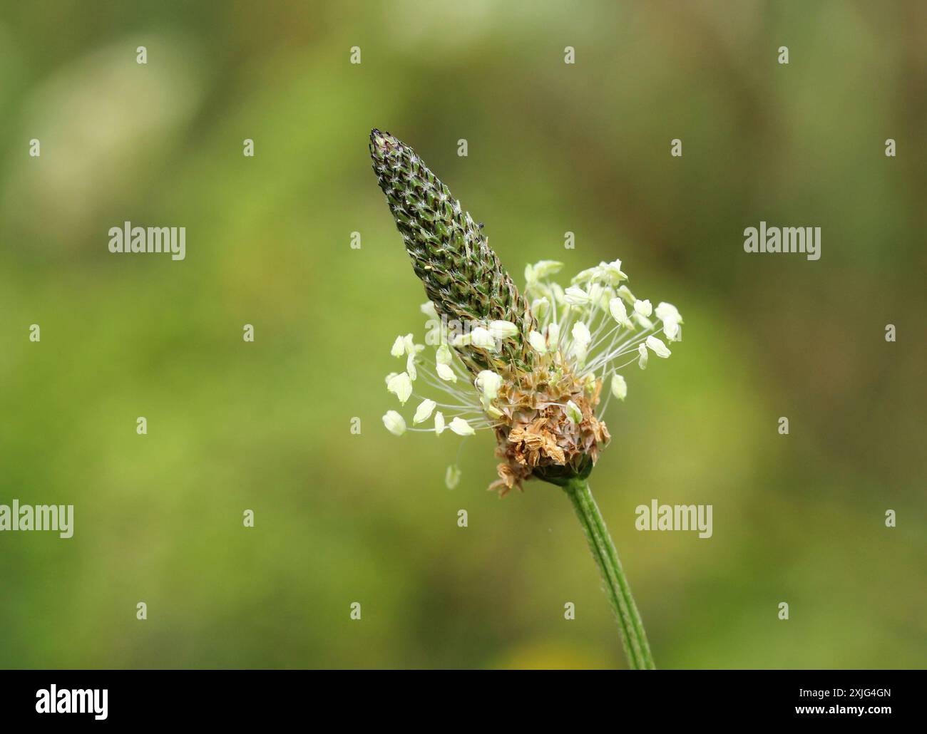 A close up of the wildflower Ribwort plantain, Plantago lanceolata ...