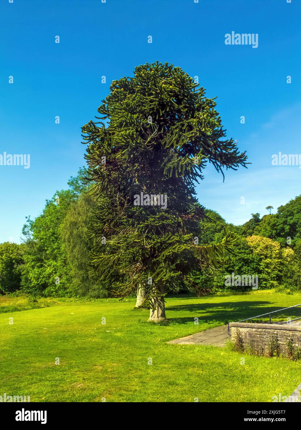 Tall mighty evergreen trees hi-res stock photography and images - Alamy