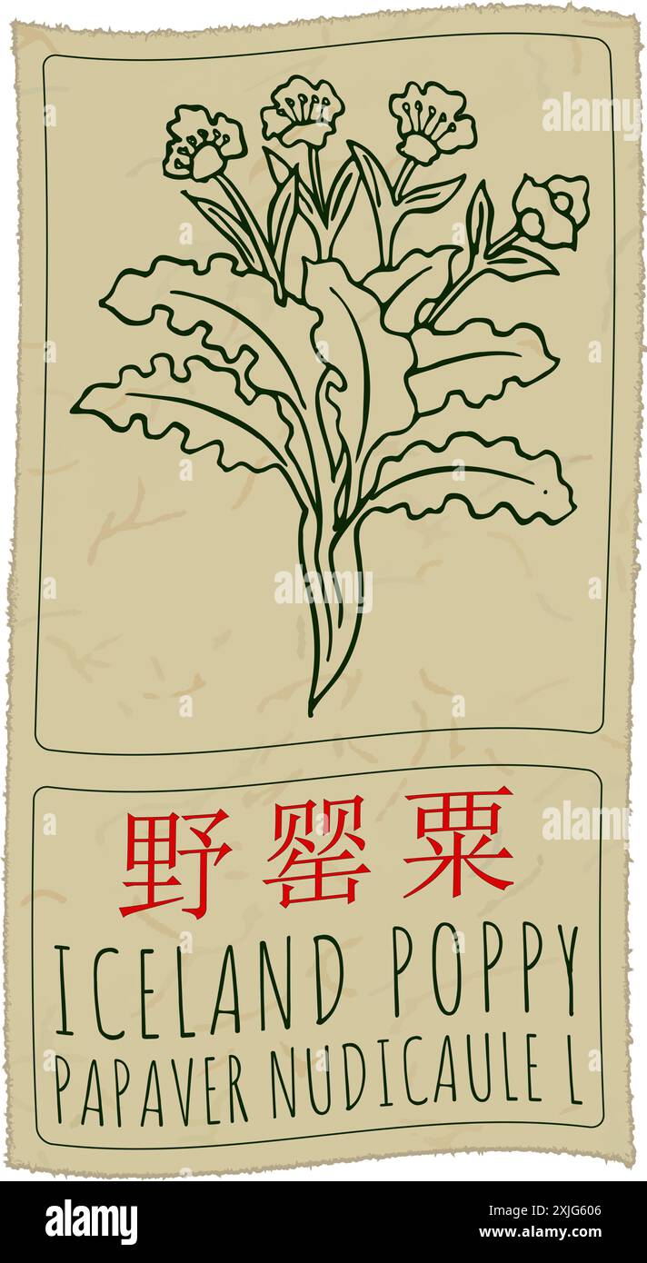 Vector drawing ICELAND POPPY in Chinese. Hand drawn illustration. The ...