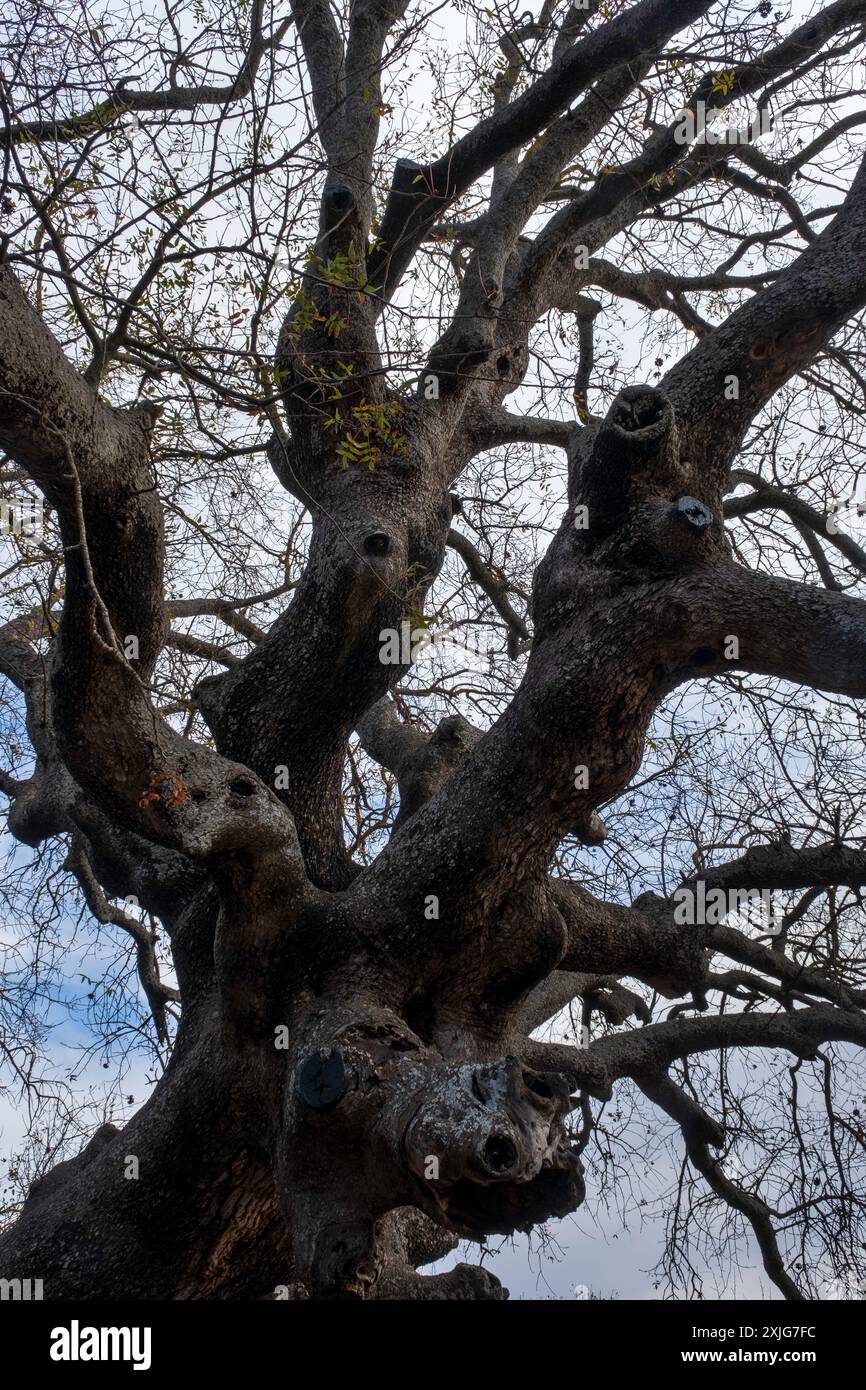 Majestic Old Tree with Intricate Branches Stock Photo - Alamy