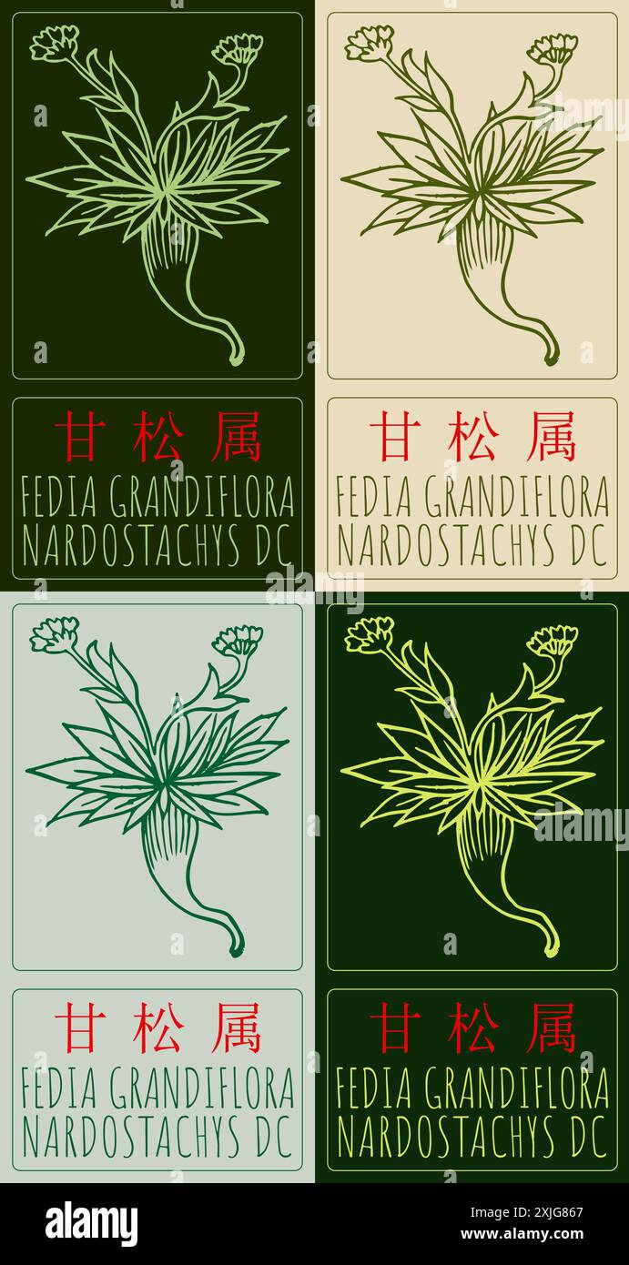 Set of vector drawing FEDIA GRANDIFLORA in Chinese in various colors ...