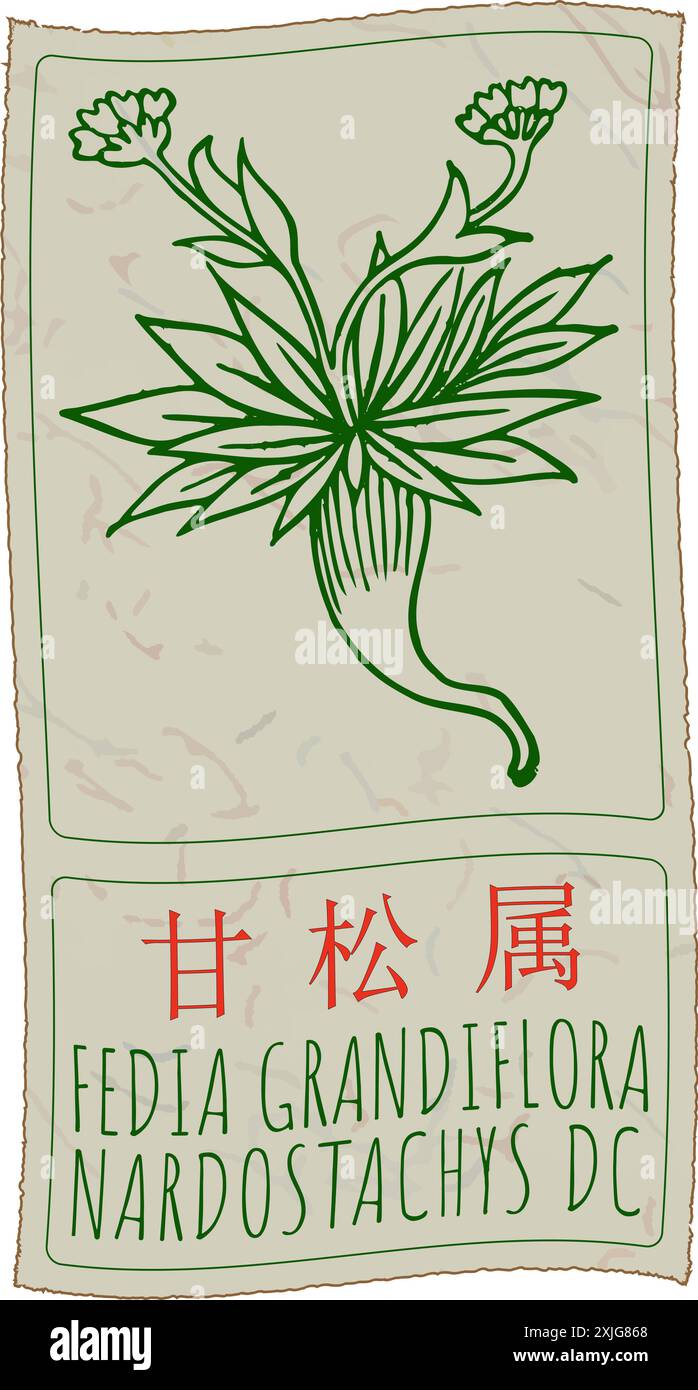 Vector drawing FEDIA GRANDIFLORA in Chinese. Hand drawn illustration ...
