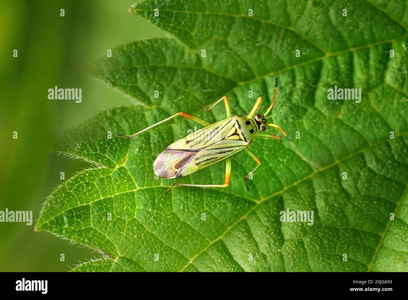 Mermitelocerus schmidtii bug in top view on green leaf Stock Photo - Alamy
