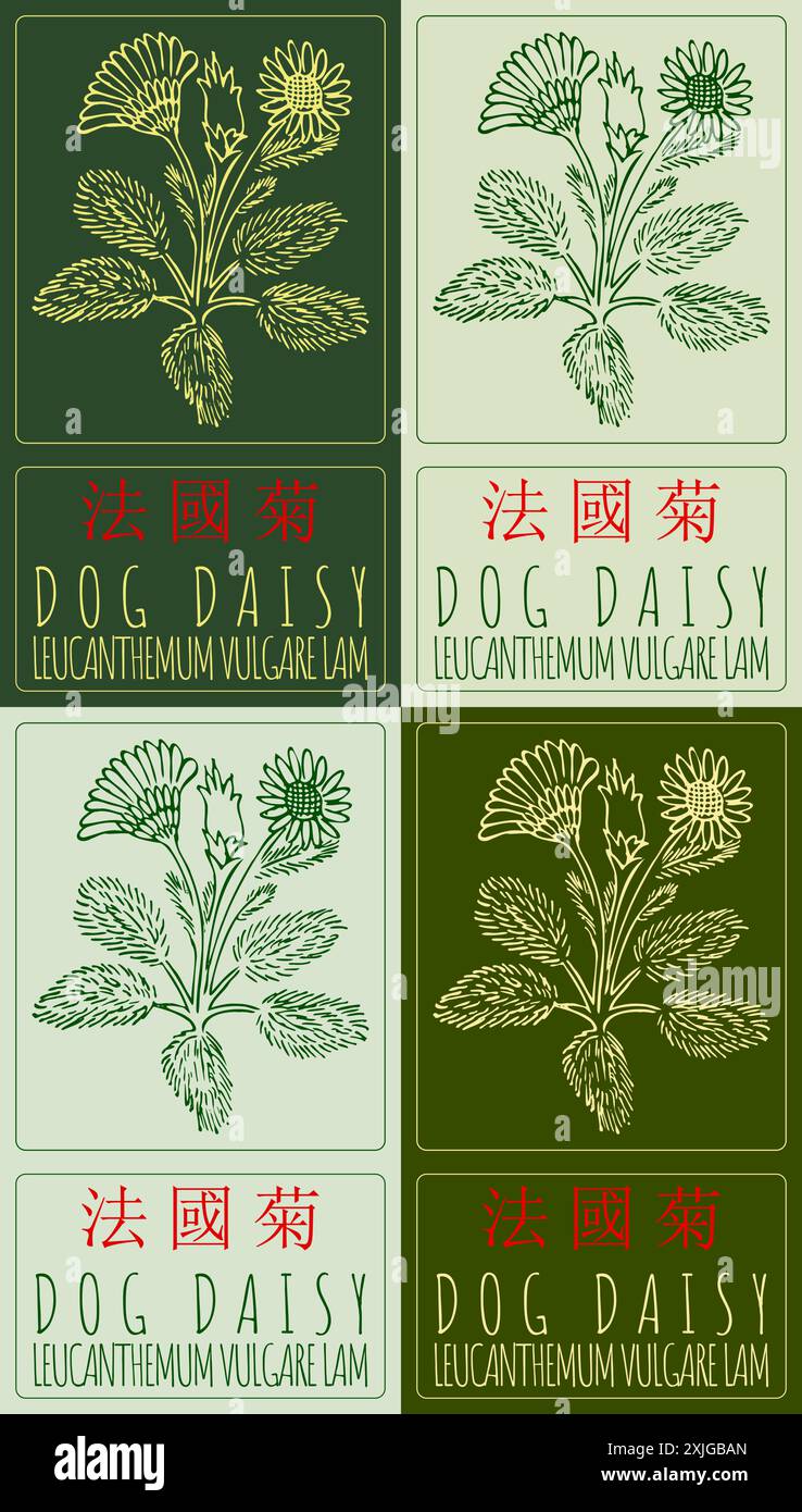 Set of vector drawing DOG DAISY in Chinese in various colors. Hand ...