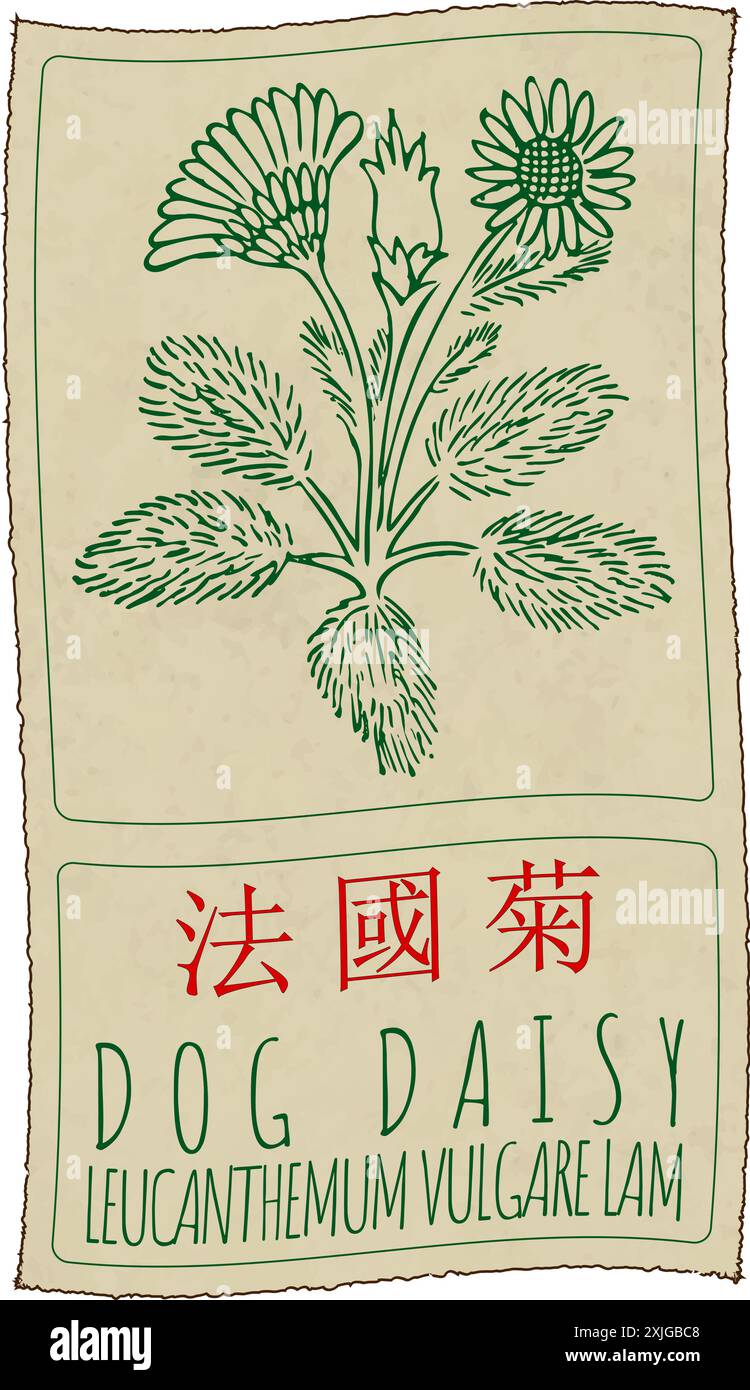 Ox eye daisy leucanthemum vulgare Stock Vector Images - Alamy