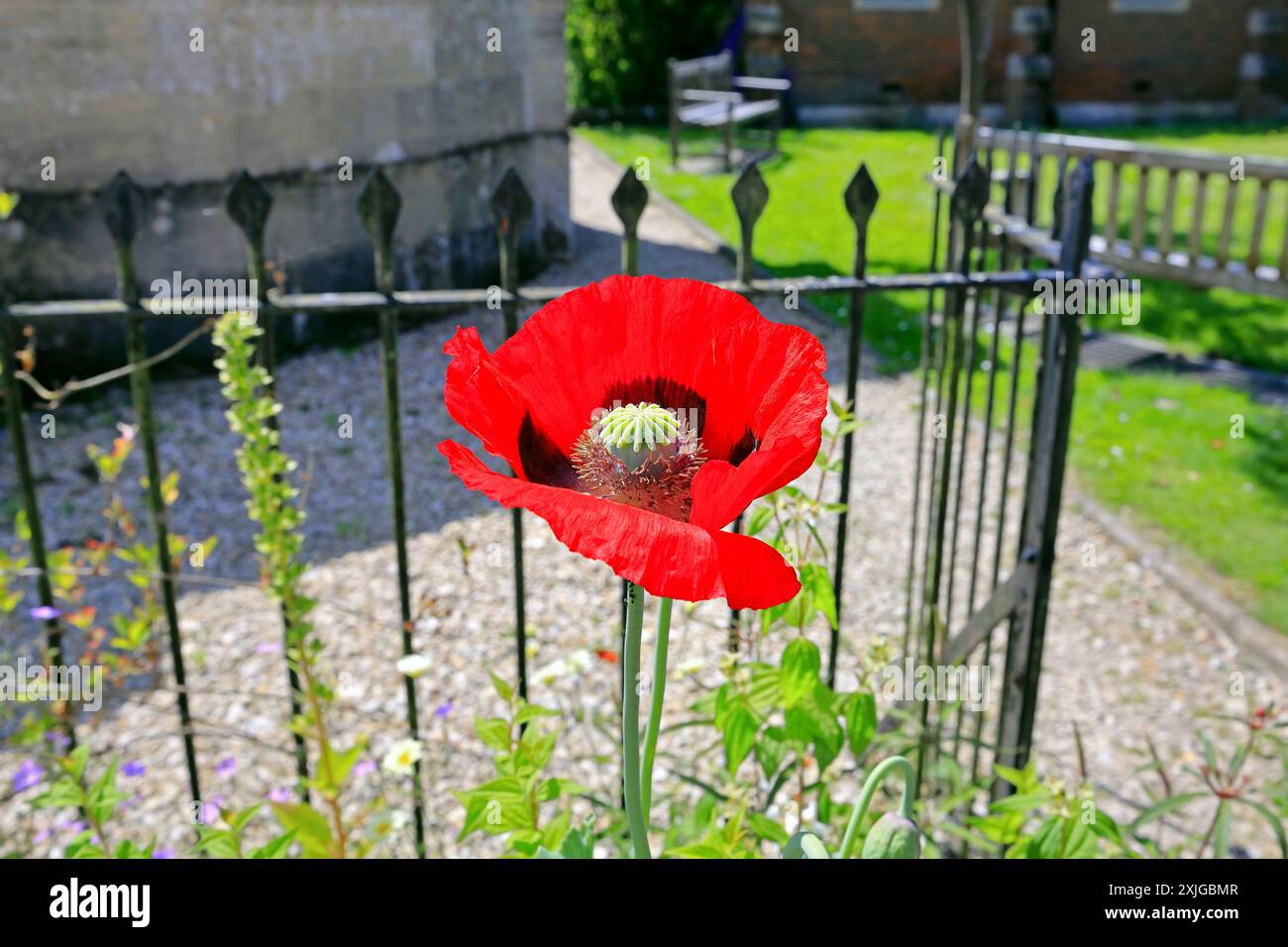 Large red poppy, Devizes town centre. Taken July 2024. Summer Stock ...