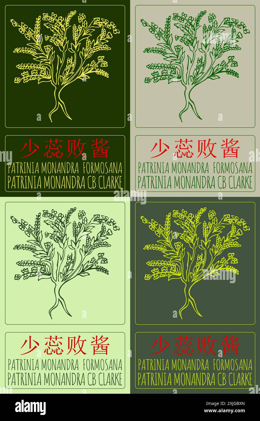 Set of vector drawing PATRINIA MONANDRA FORMOSANA in Chinese in various ...