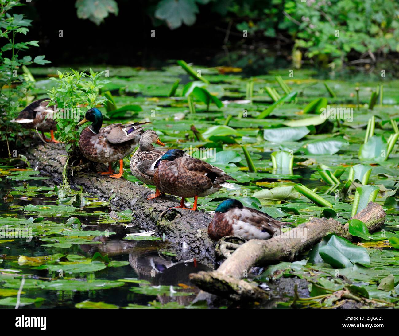 A group of Mallard ducks standing on a log in a canal surrounded by ...