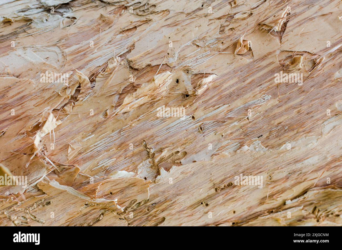 Close-up view of Melaleuca leucadendra tree bark. Brown tree bark ...