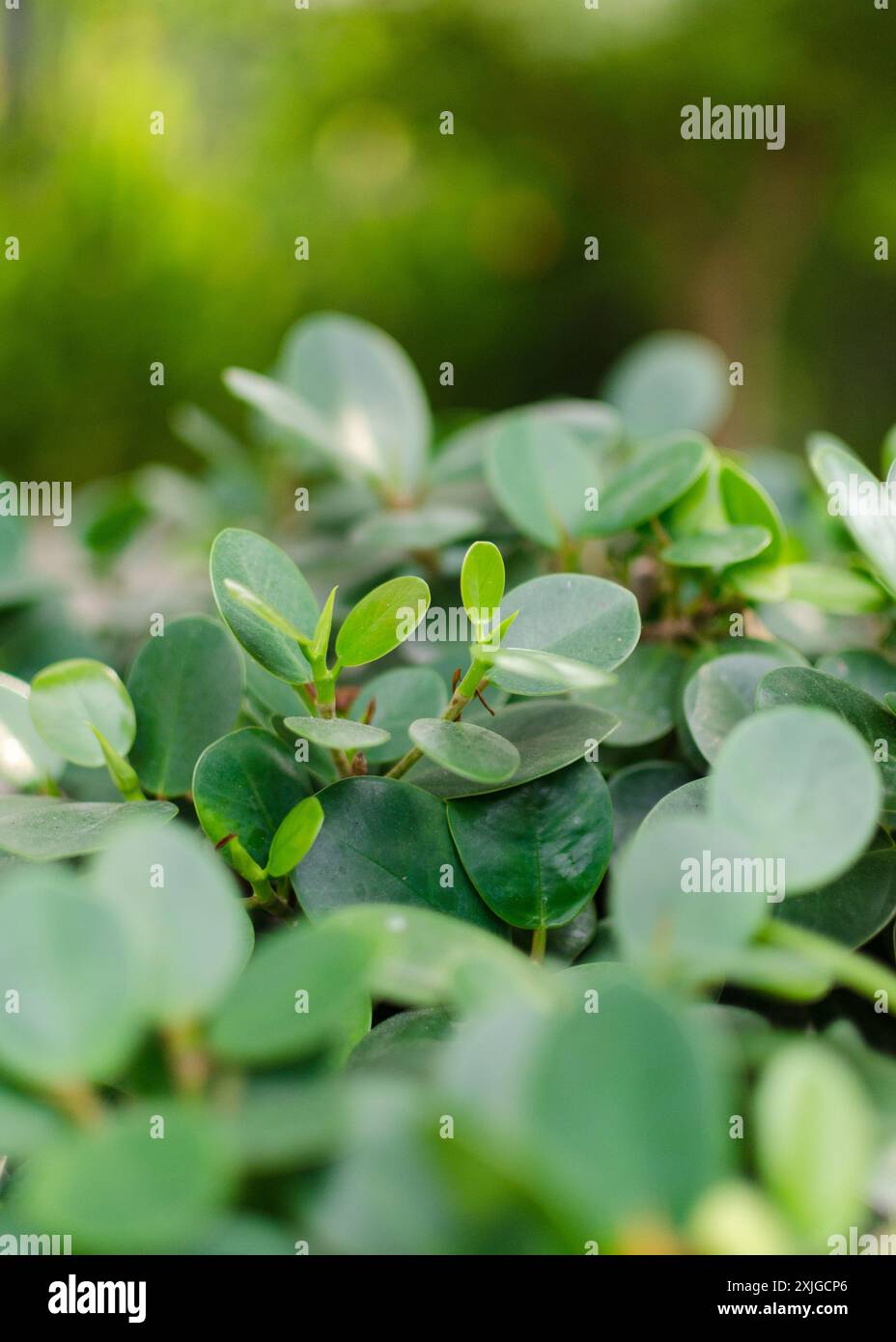 Close up view of Ficus annulata Blume leaves. Nature green leaves ...